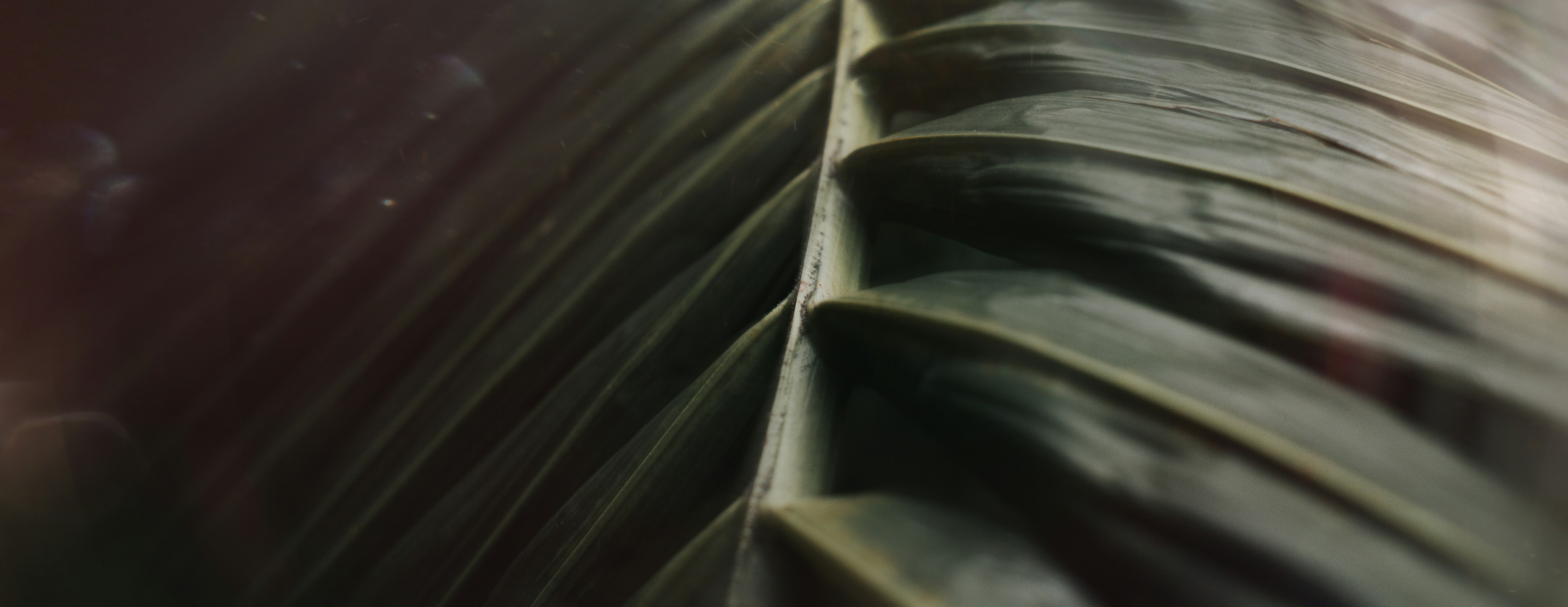 Veins of Nature: A Leaf's Journey