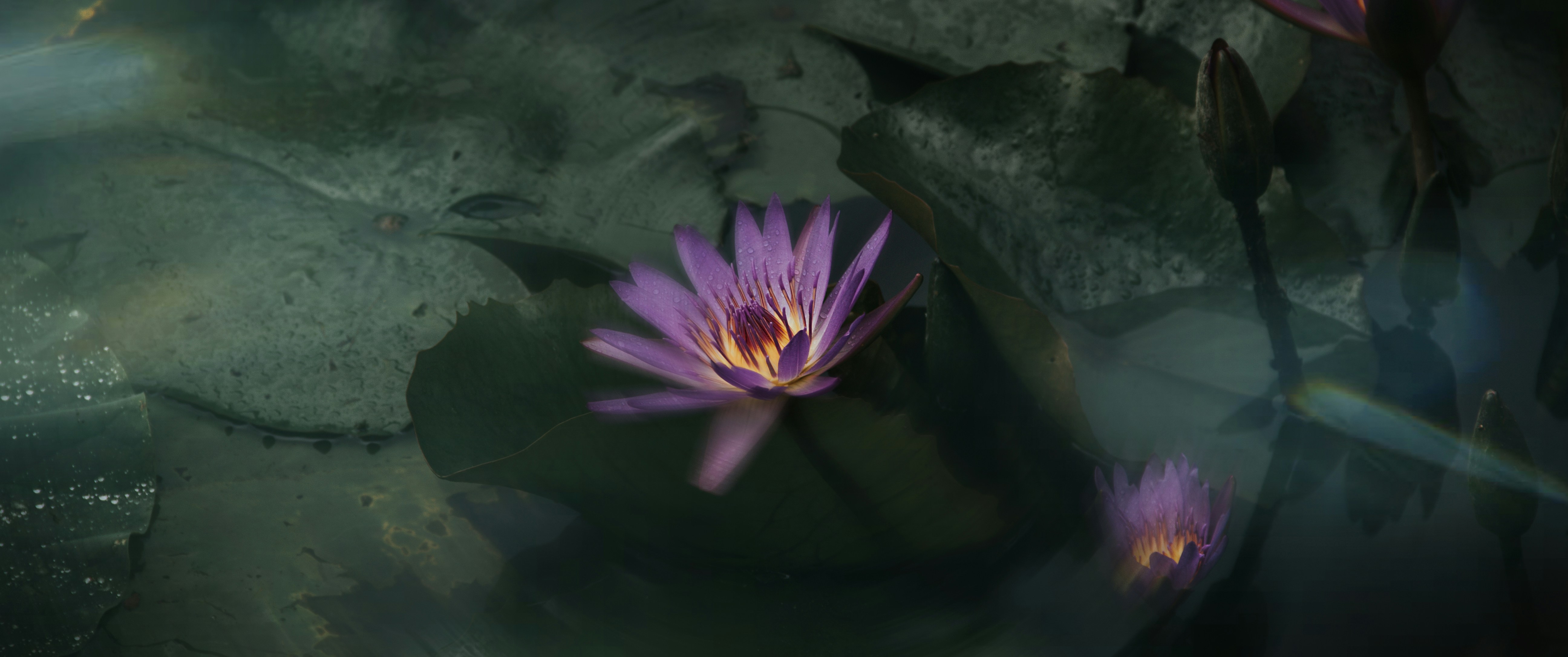 Moonlit Violet Bloom: A Waterlily Quietly Reaches for Light