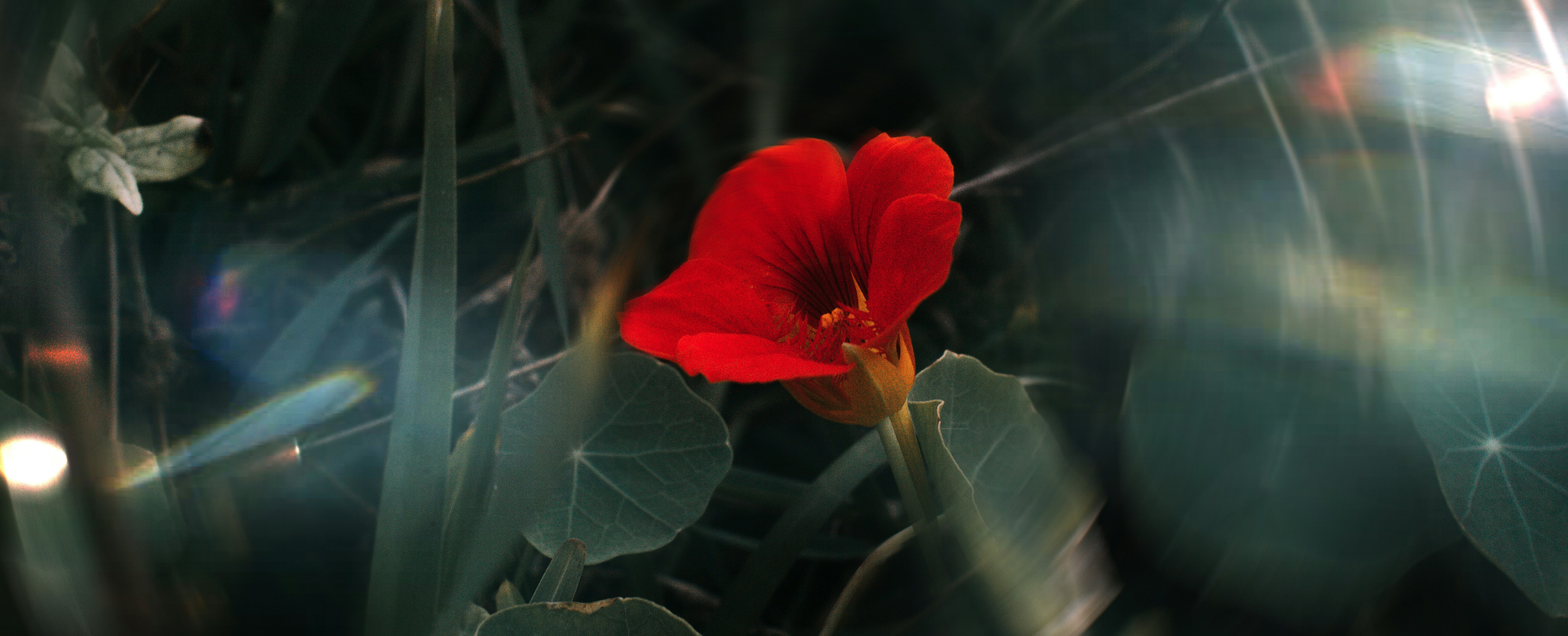 Crimson Hibiscus in a Veil of Light