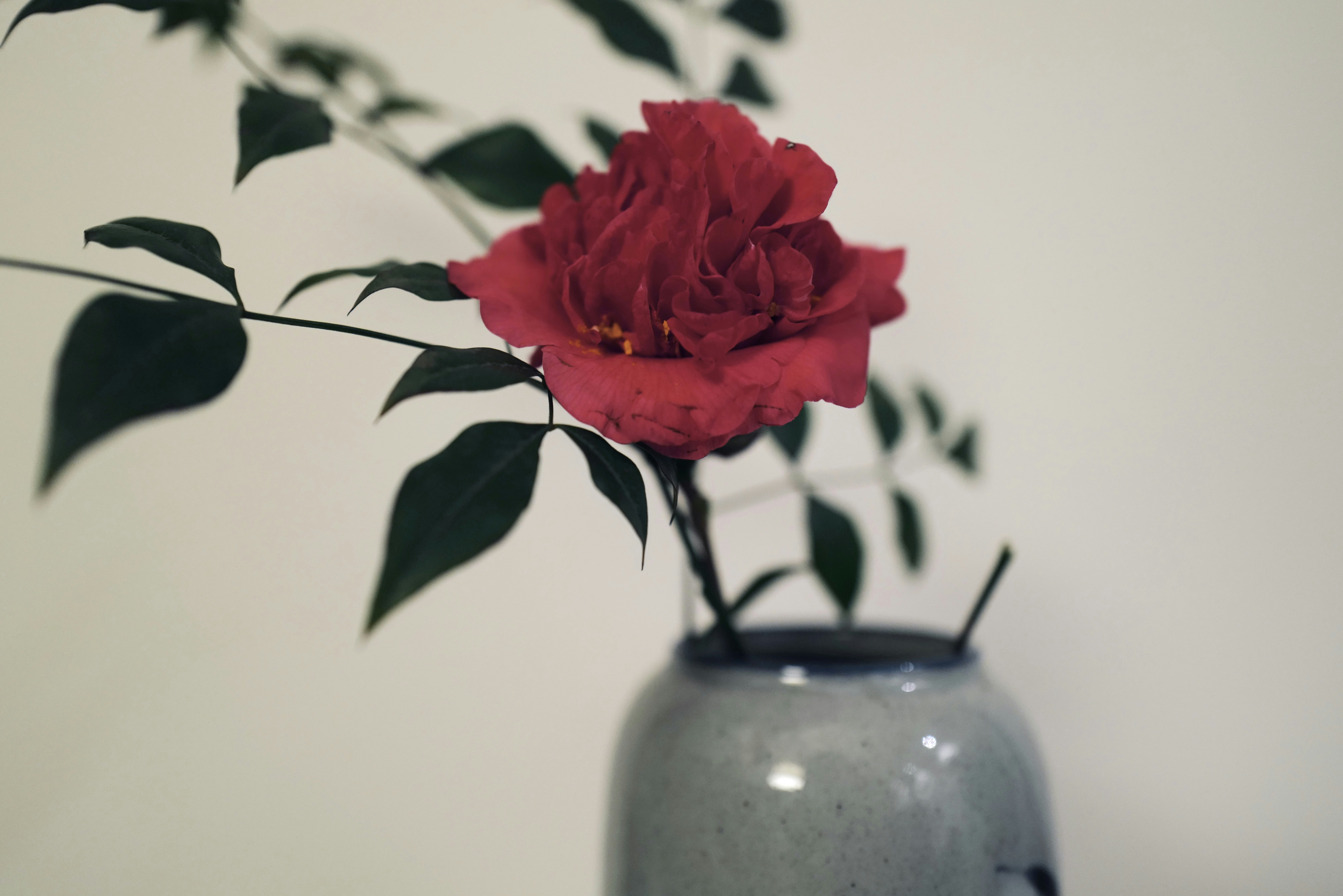 A Blooming Elegance: The Red Rose in Serenity
