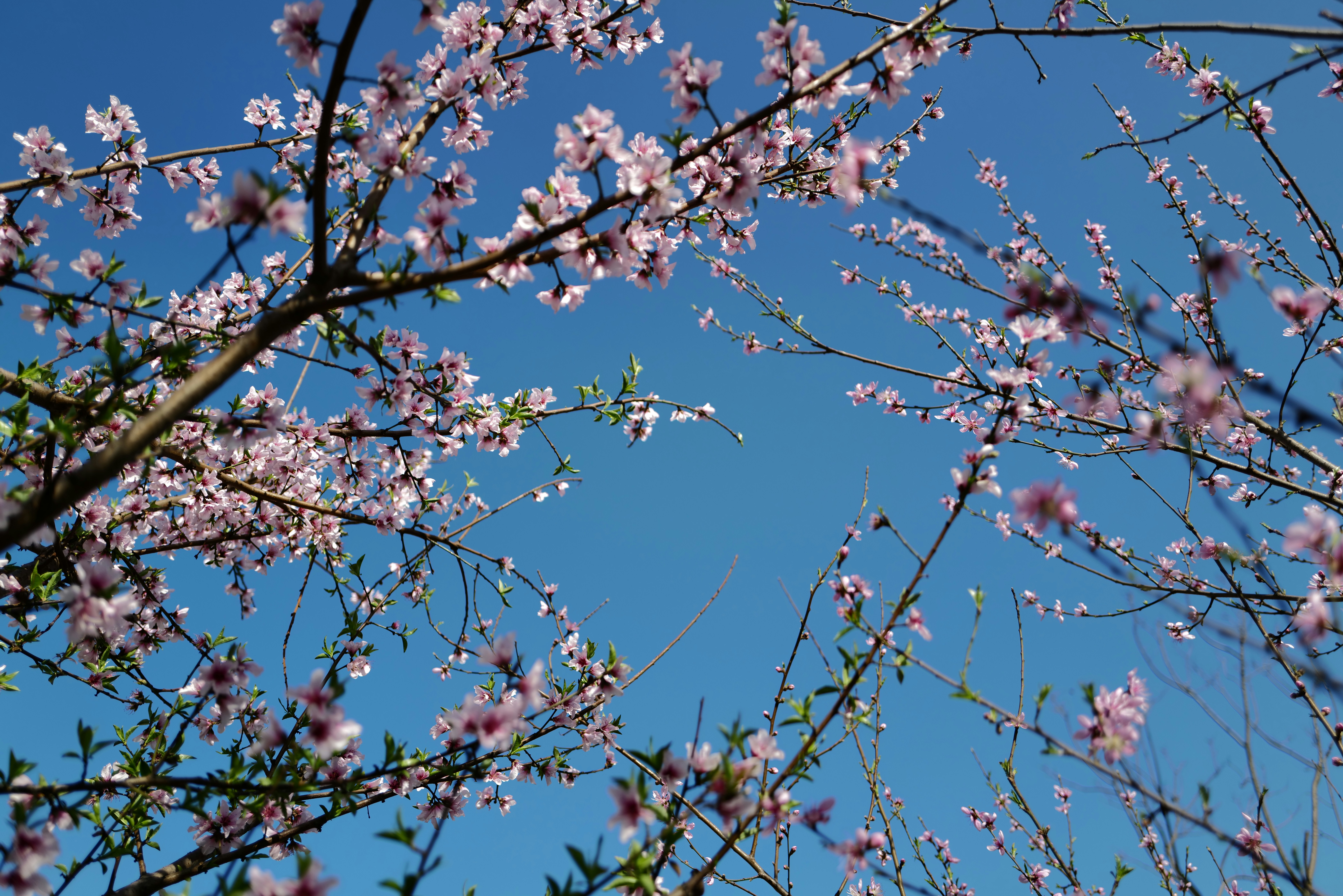 Whispers of Spring: A Floral Embrace