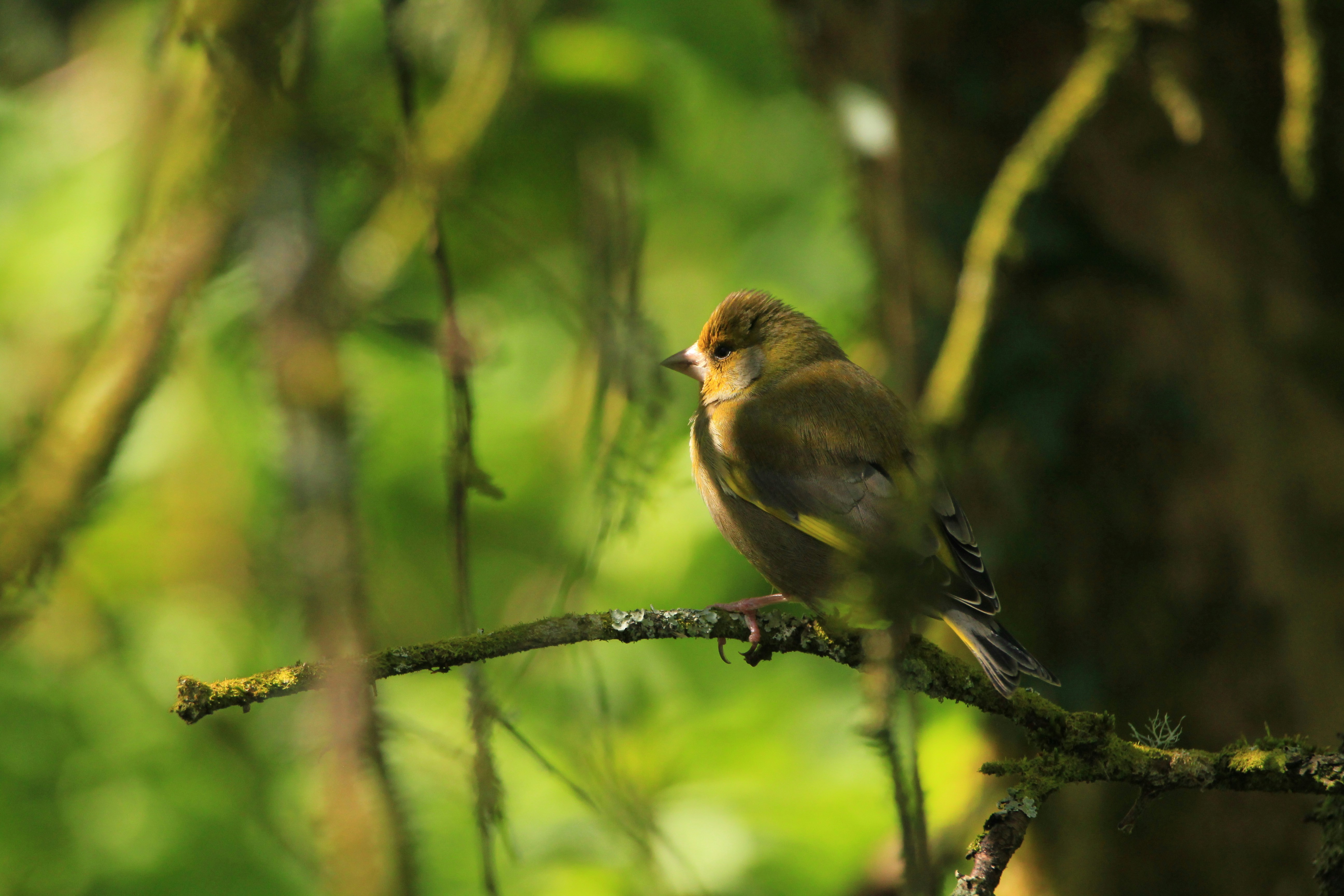 A small bird perches on a tree branch. photo – Free Forest Image on ...