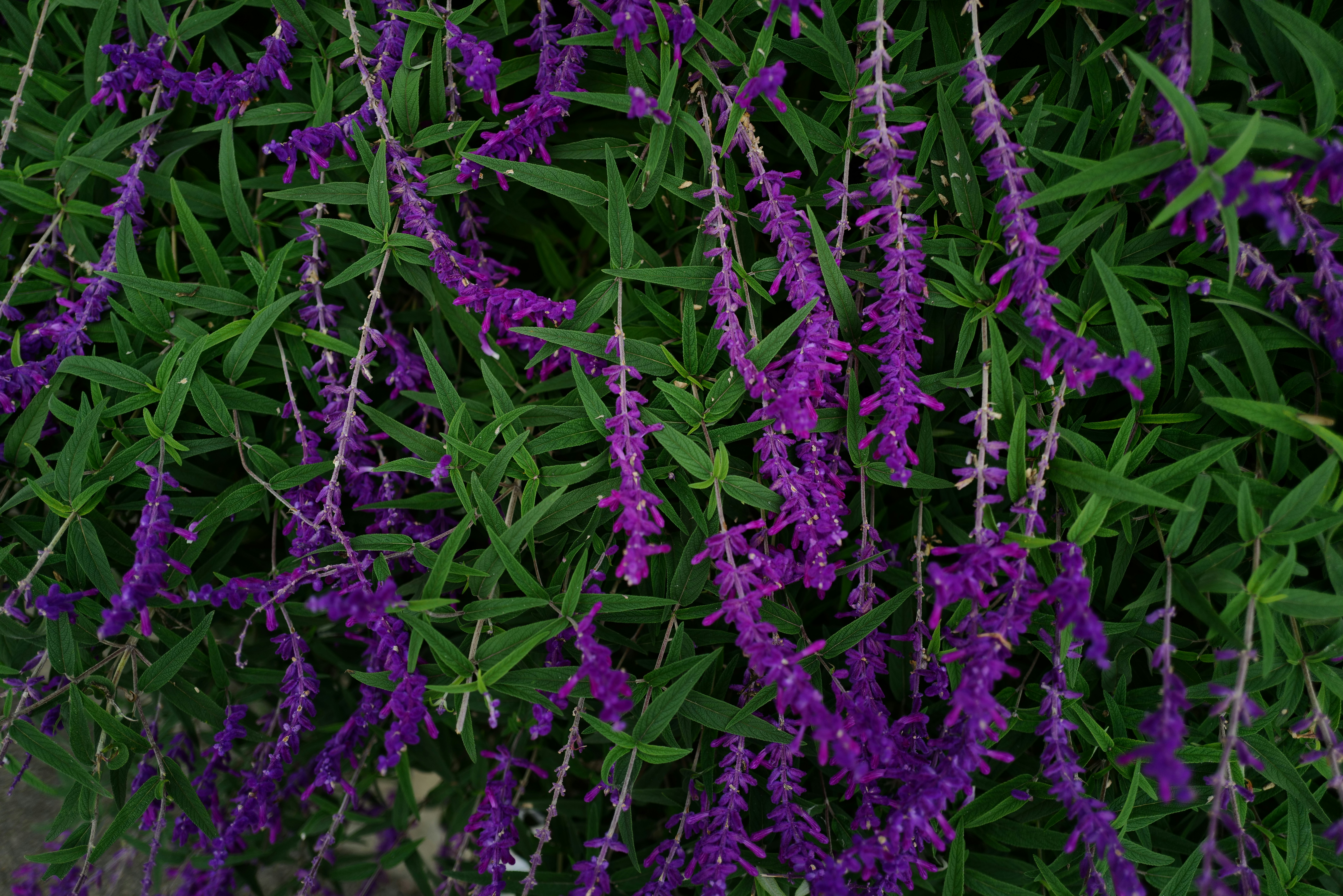 Violet Spires Weaving Through Emerald Leaves