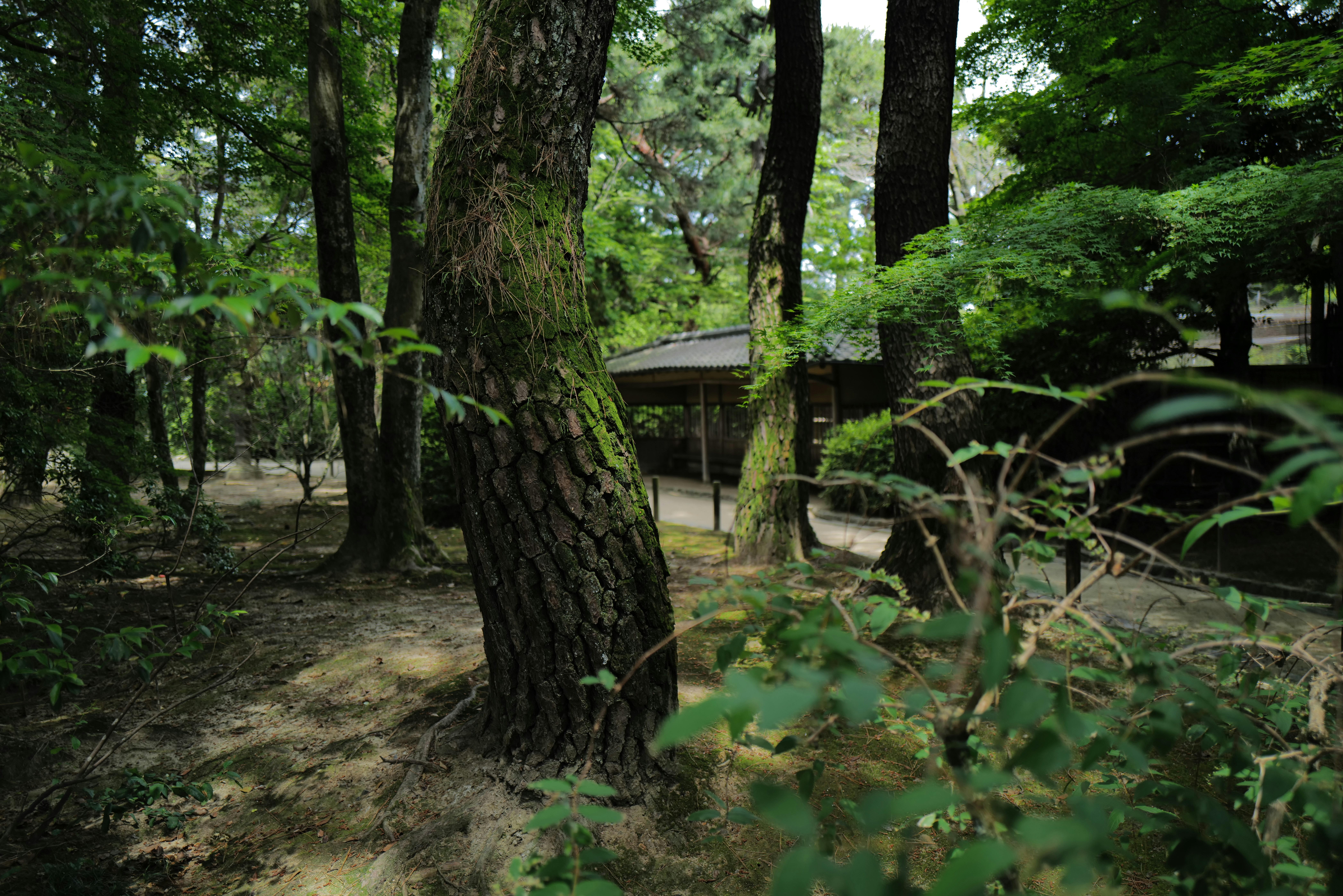 Whispers of Nature: A Hidden Retreat