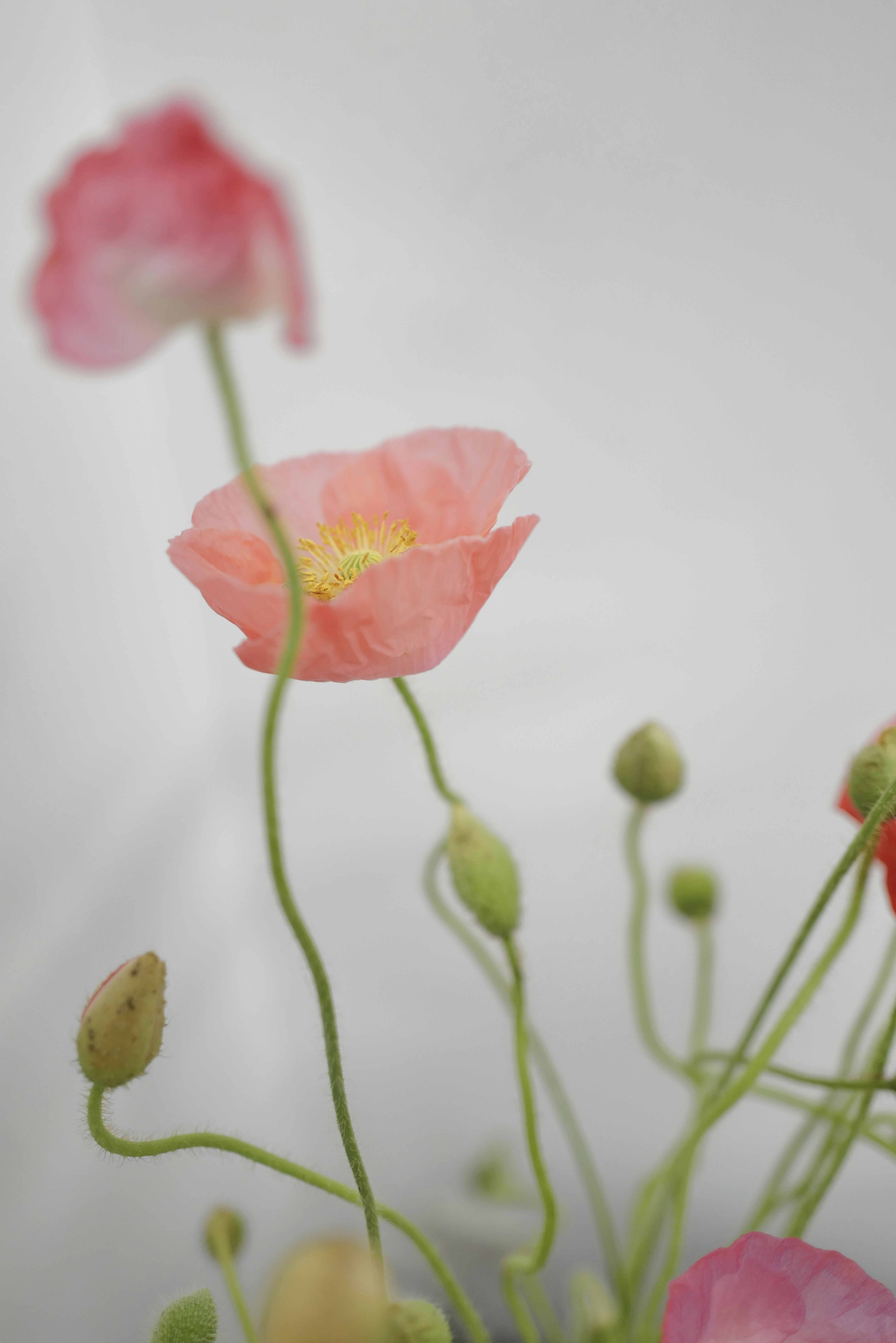 Pretty pink poppies bloom against a white background. photo – Free ...