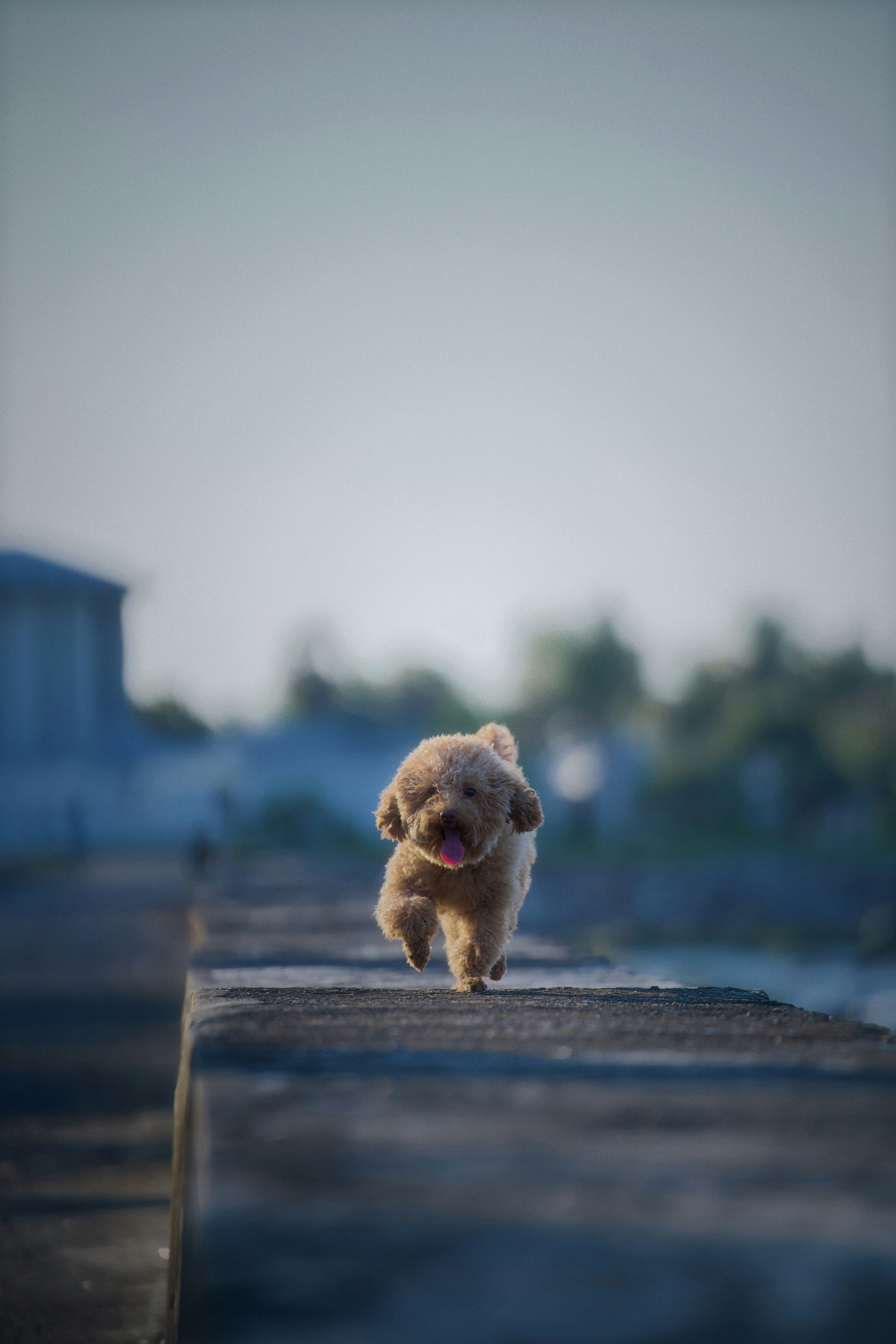 Joyful Canine on the Move