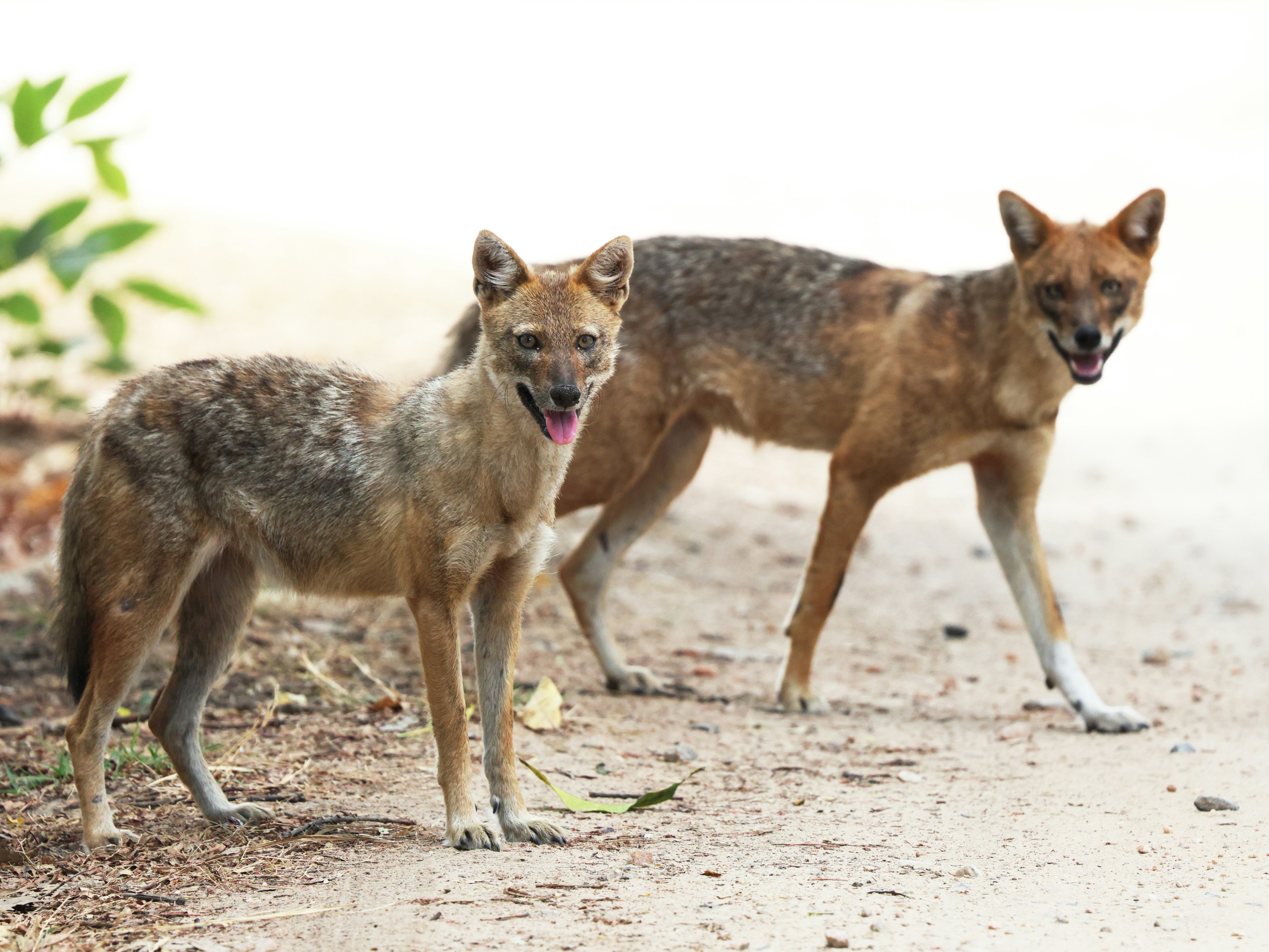 Twin Coyotes on a Sunlit Sand Trail