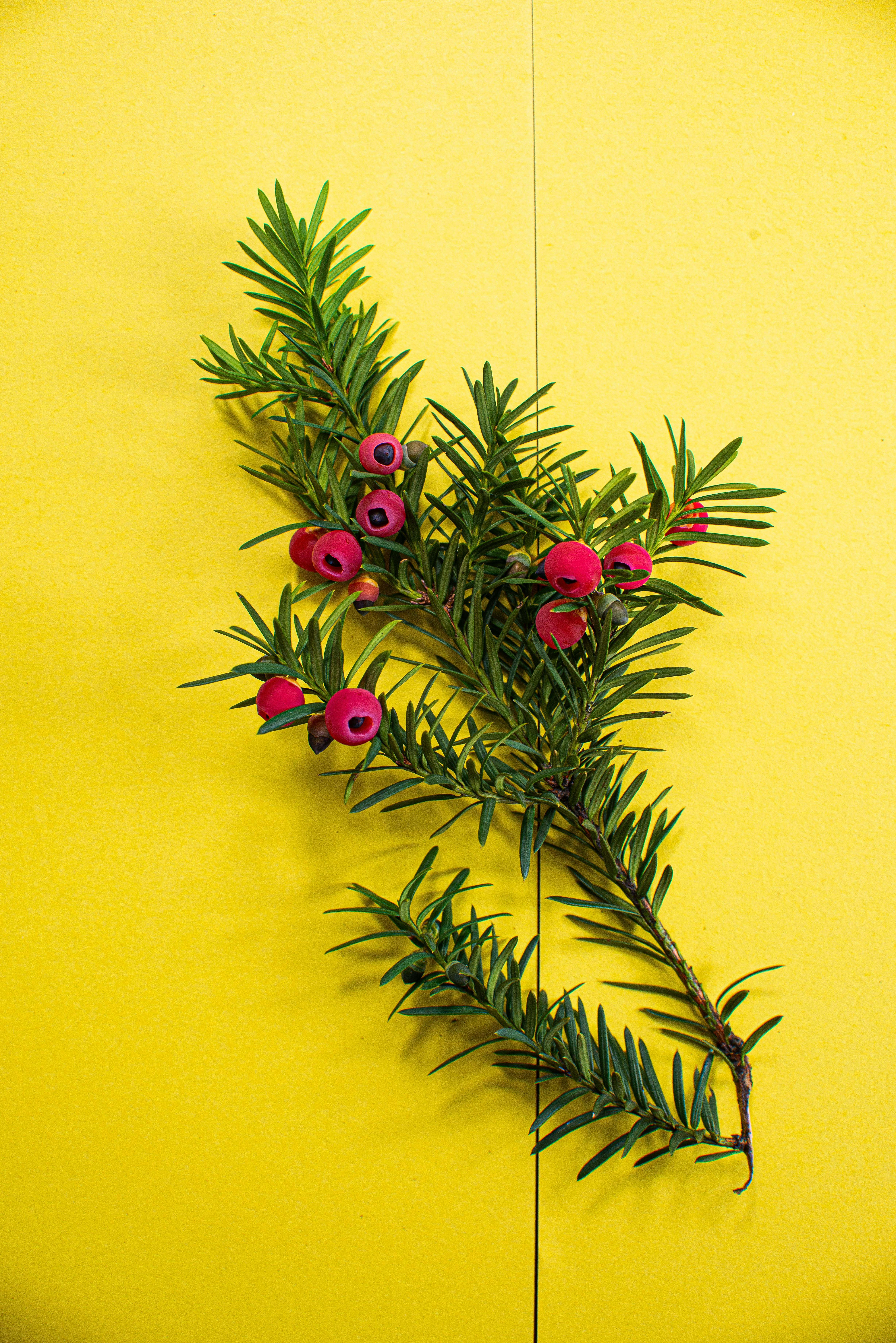 A sprig of evergreen with red berries. photo – Free Flatlay Image on ...