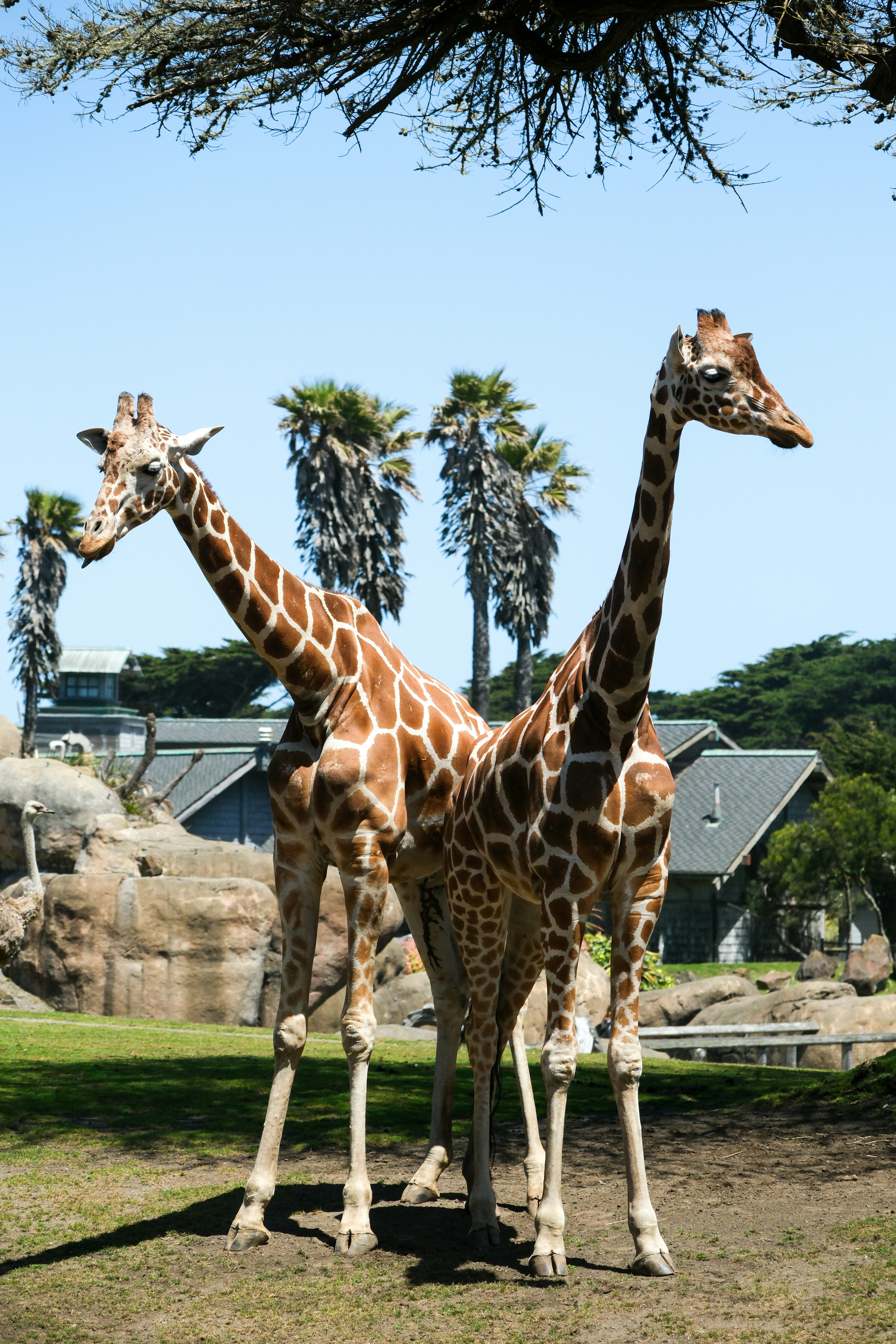 Tall Companions: A Giraffe Duo in Harmony