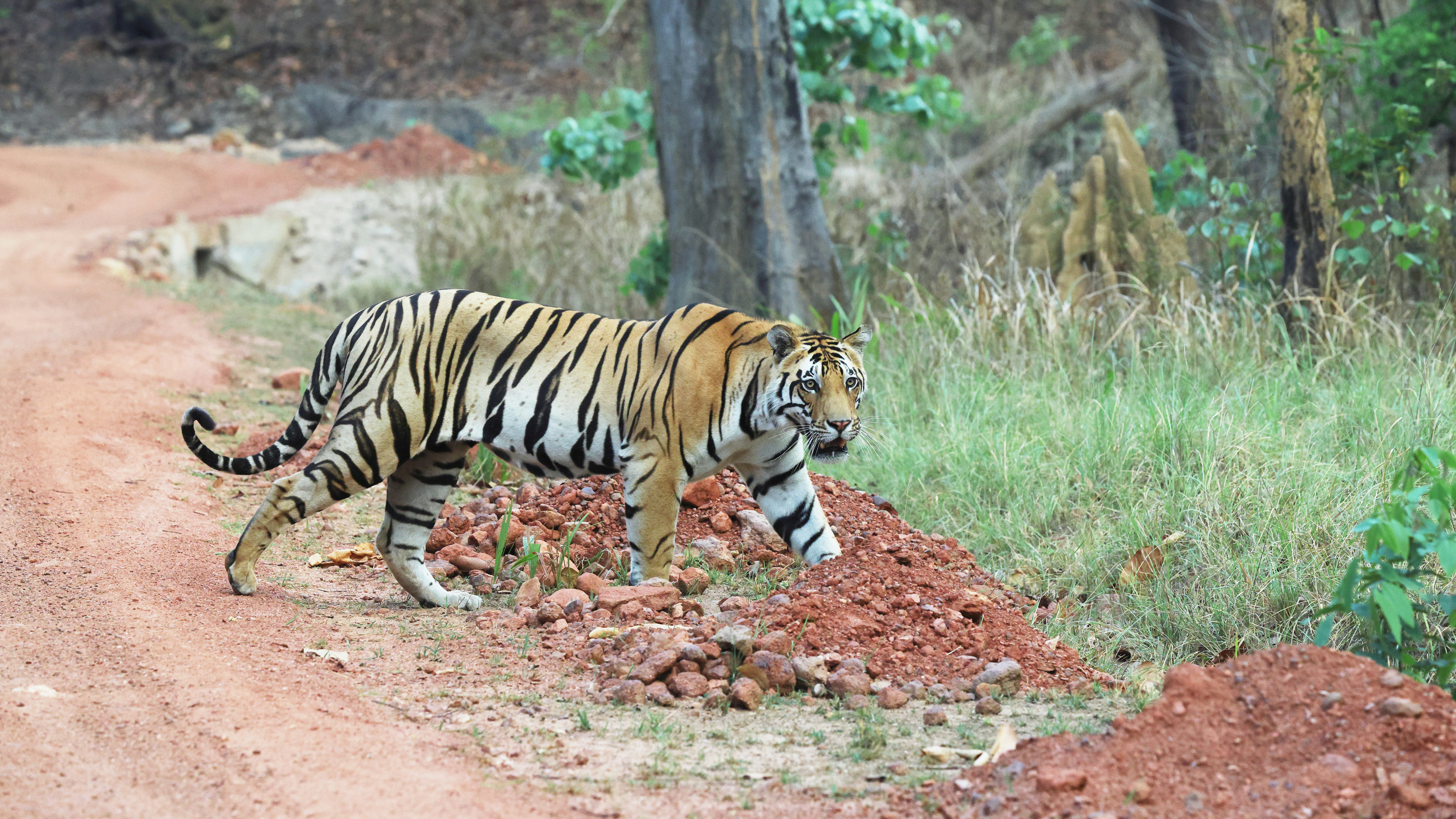 Tiger on a Rust-Colored Dirt Road at the Jungle's Edge