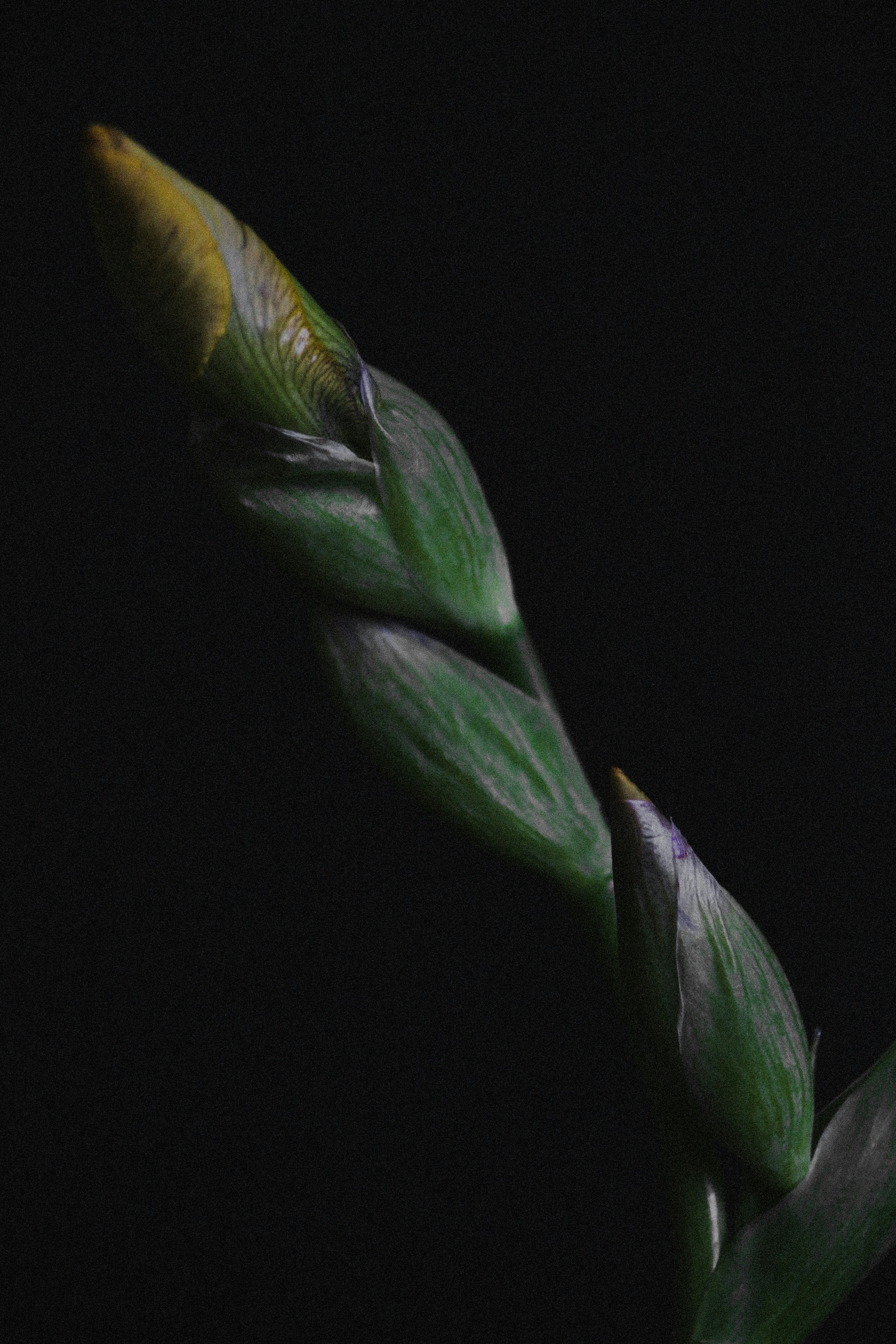 An iris bud emerges against a dark background.