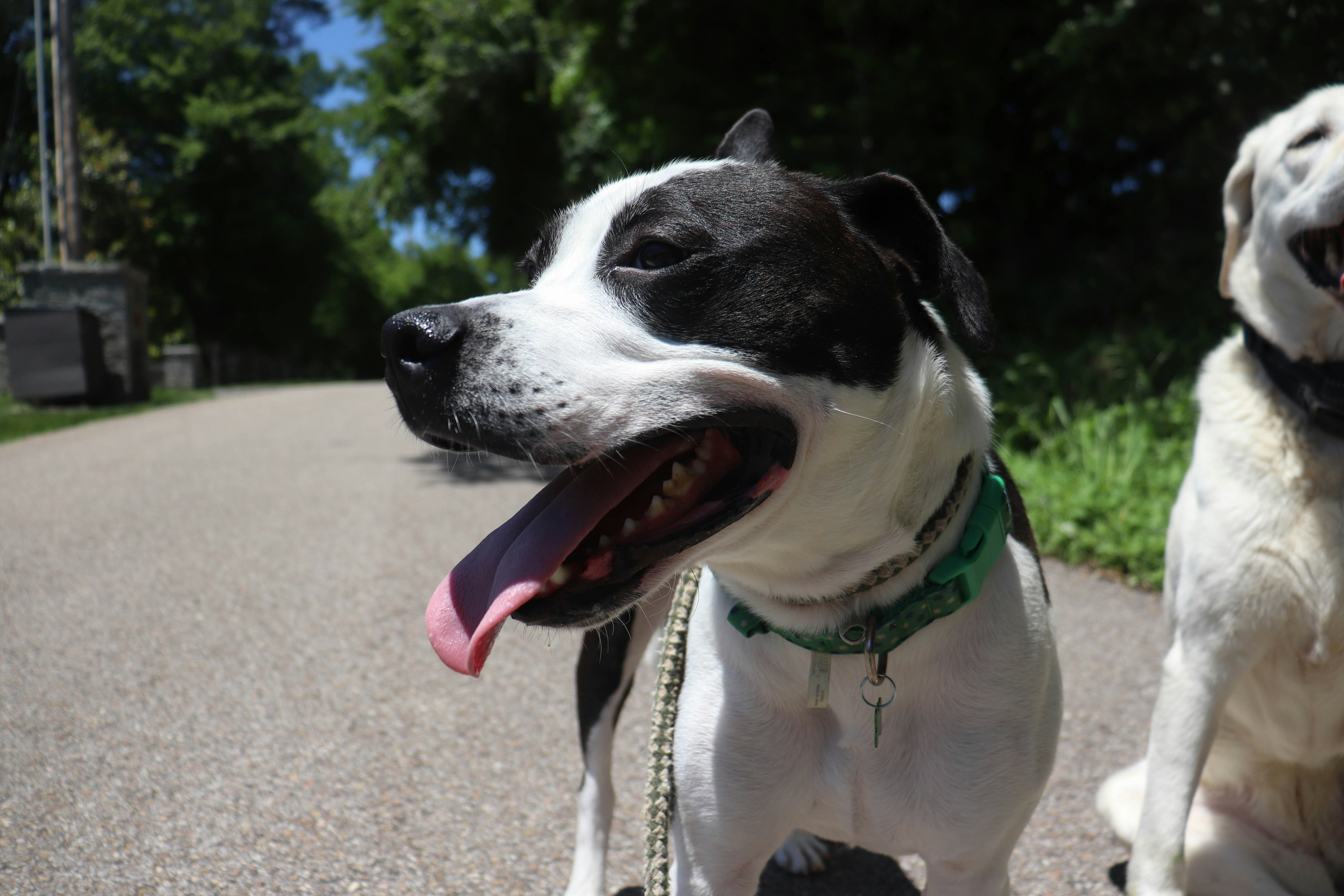 A playful dog with a black and white coat happily panting on a sunlit pathway, accompanied by another dog in the background.