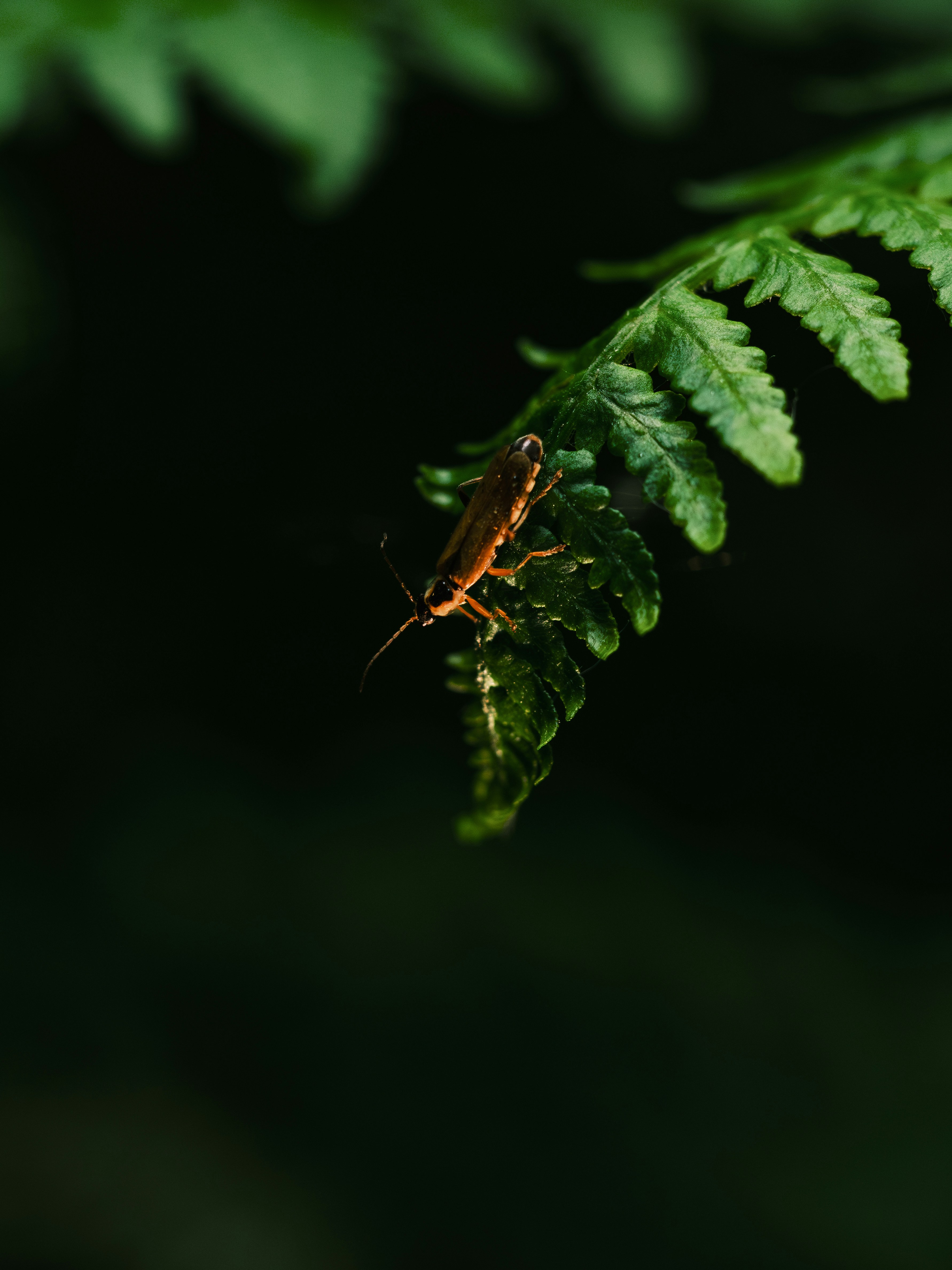 A small insect rests on a green fern leaf. photo – Free Wallpaper Image ...