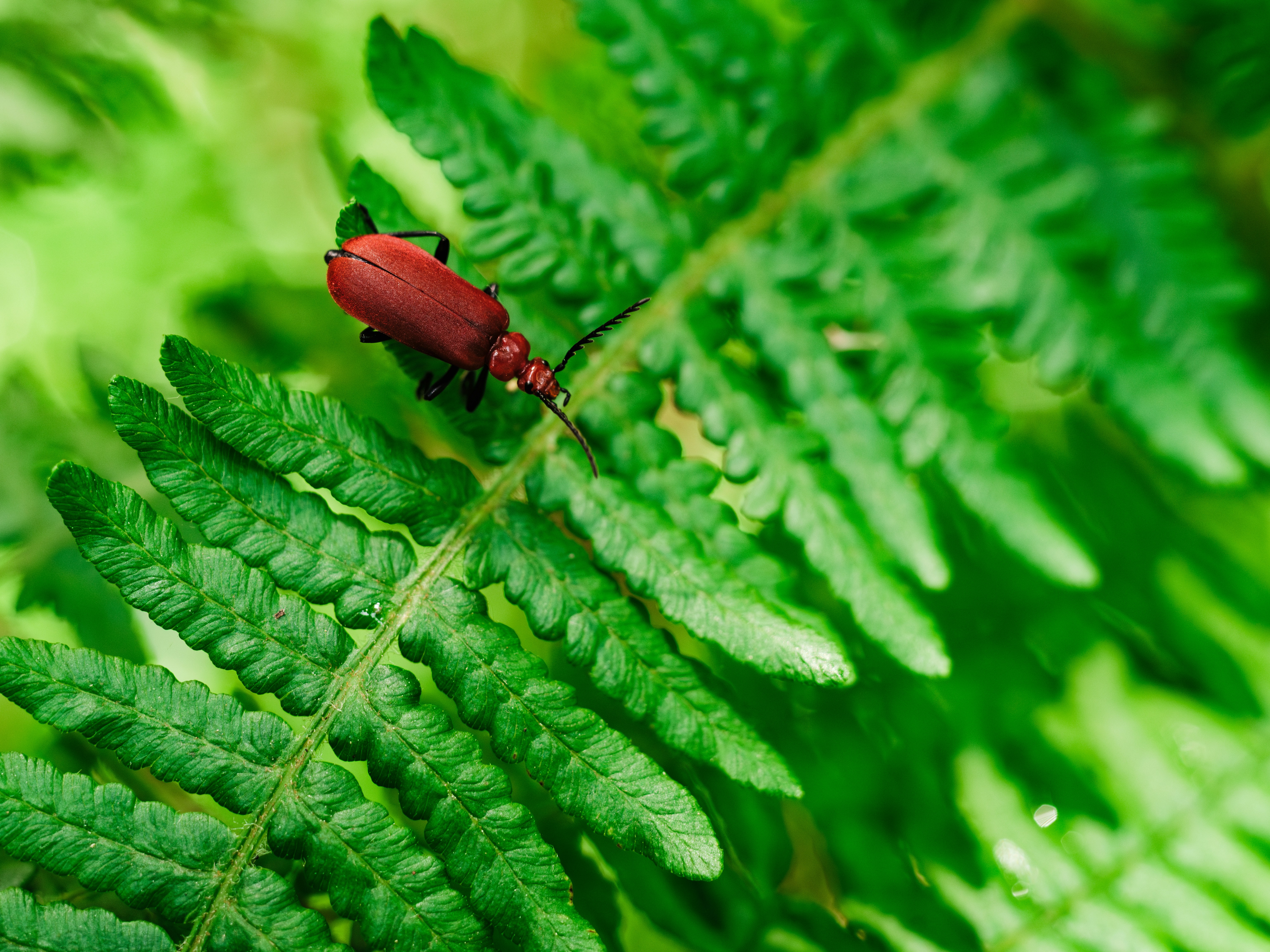 A red beetle rests on a green fern. photo – Free Wallpaper Image on ...