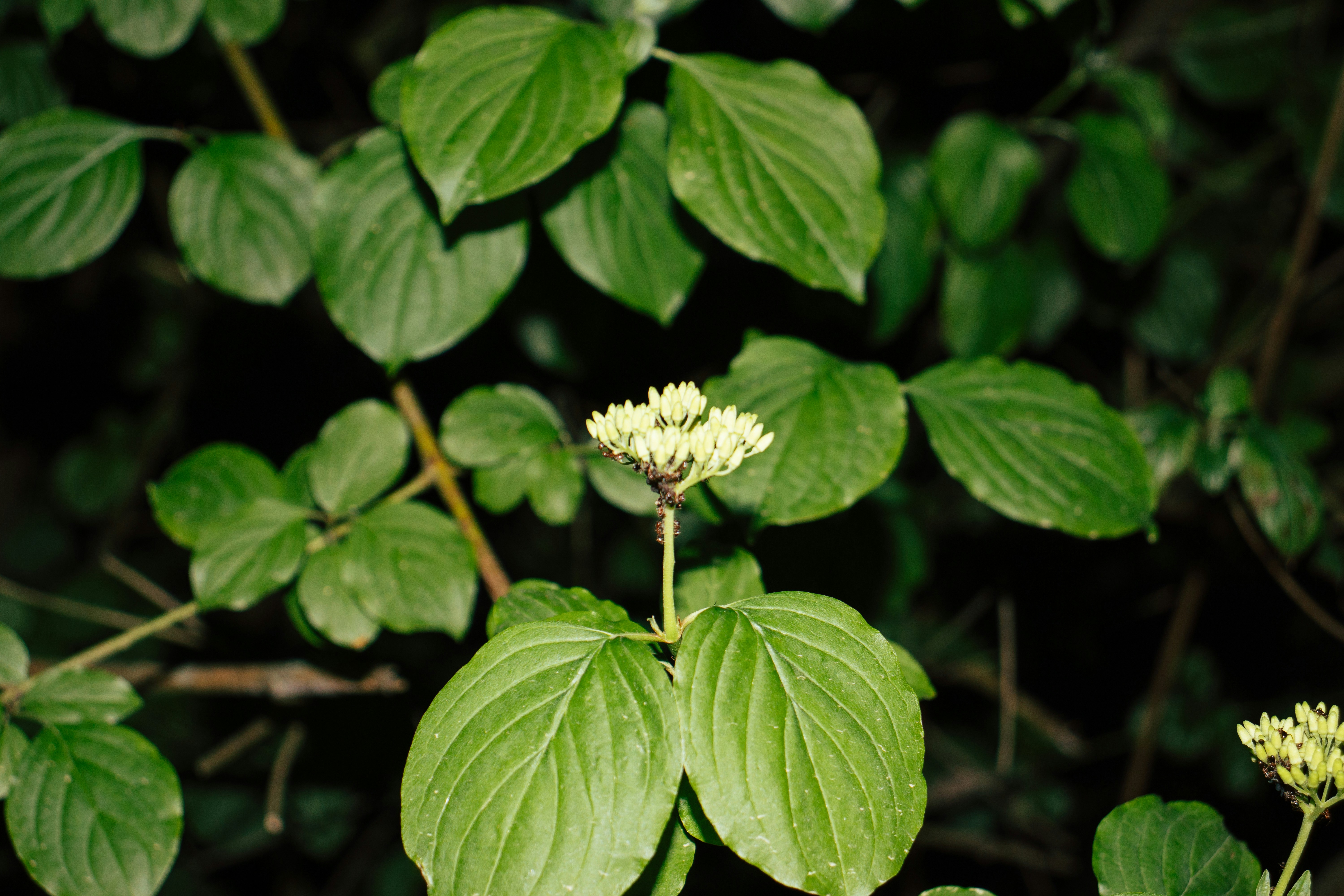Delicate flower blooms atop a slender stem surrounded by vibrant green leaves, showcasing nature's intricate details.