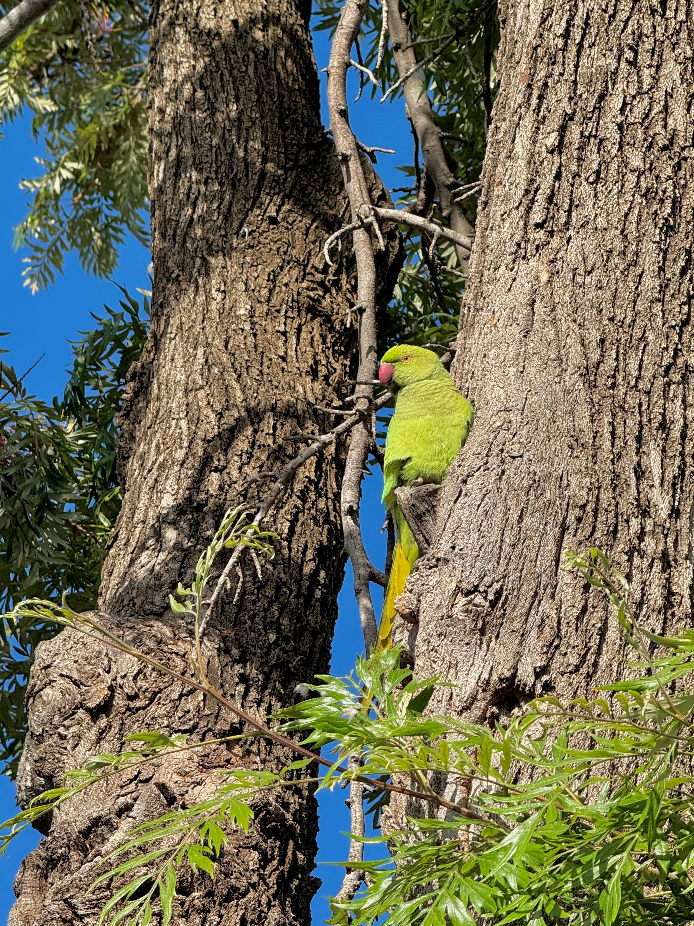 Emerald Parrot Between Twin Giants: Color Burst in Bark and Sky