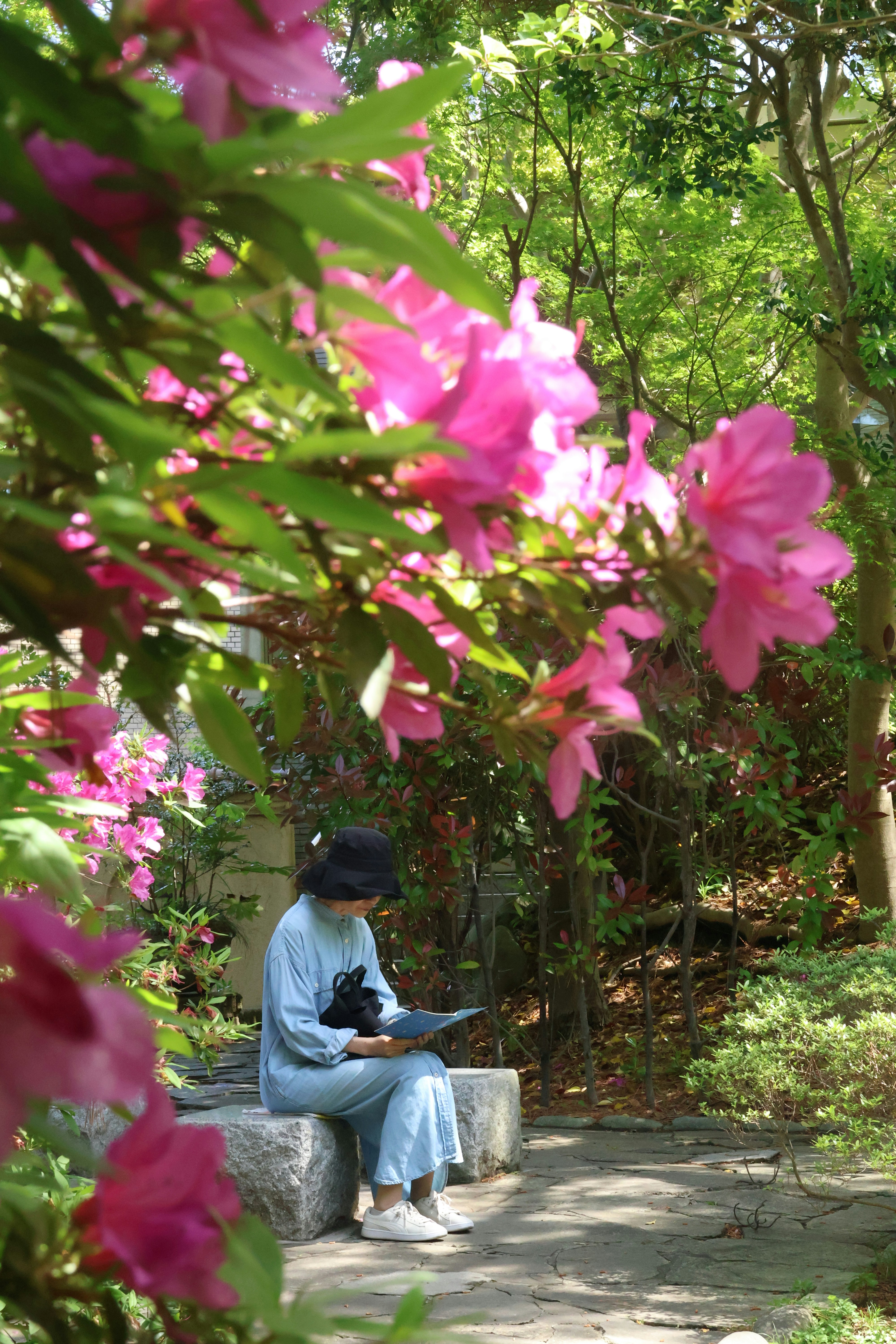 an old lady reading a pamphlet surrounded by lush greens and pink blossoms
