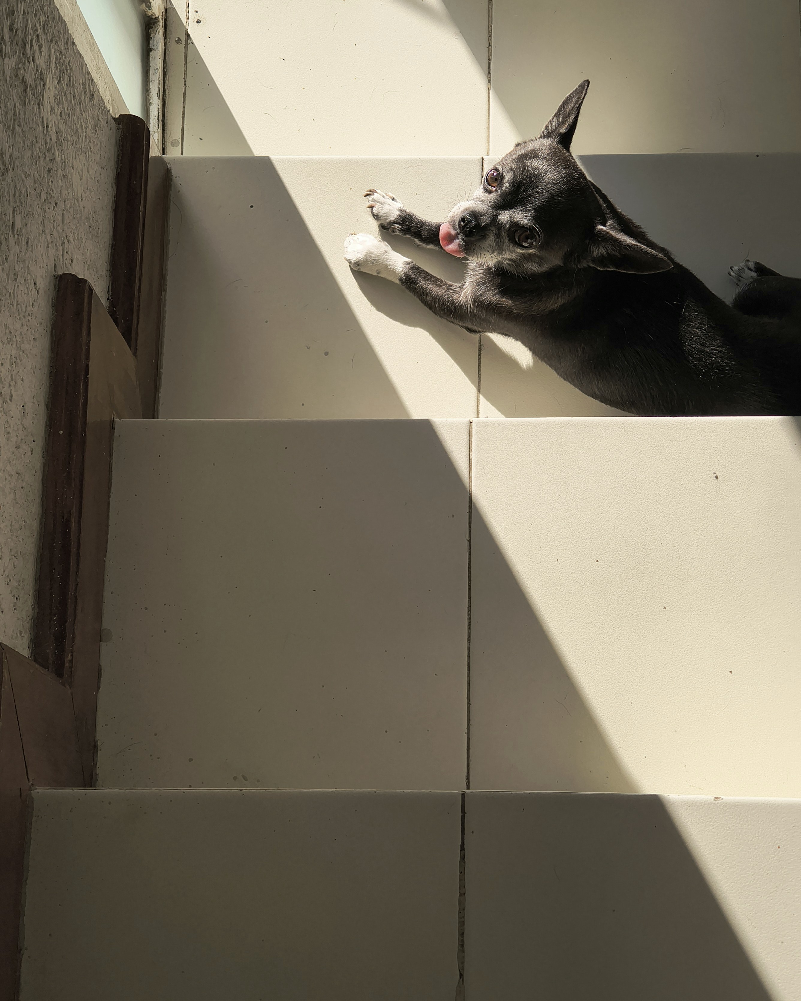 Shadowed Staircase Escape: A Chihuahua Reaches for the Light