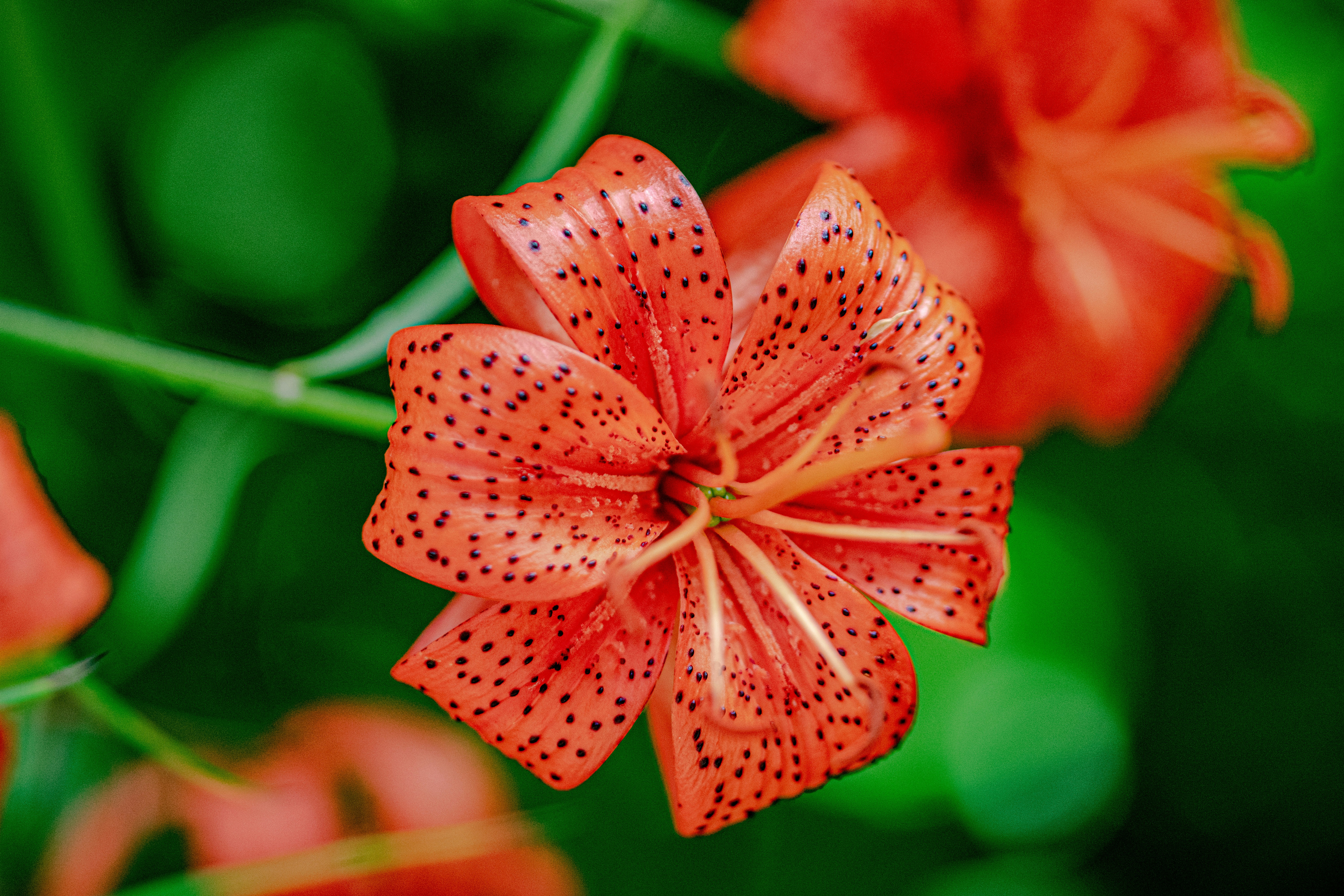 Spotted Coral Lily: A Close-Up of a Petal-Studded Bloom