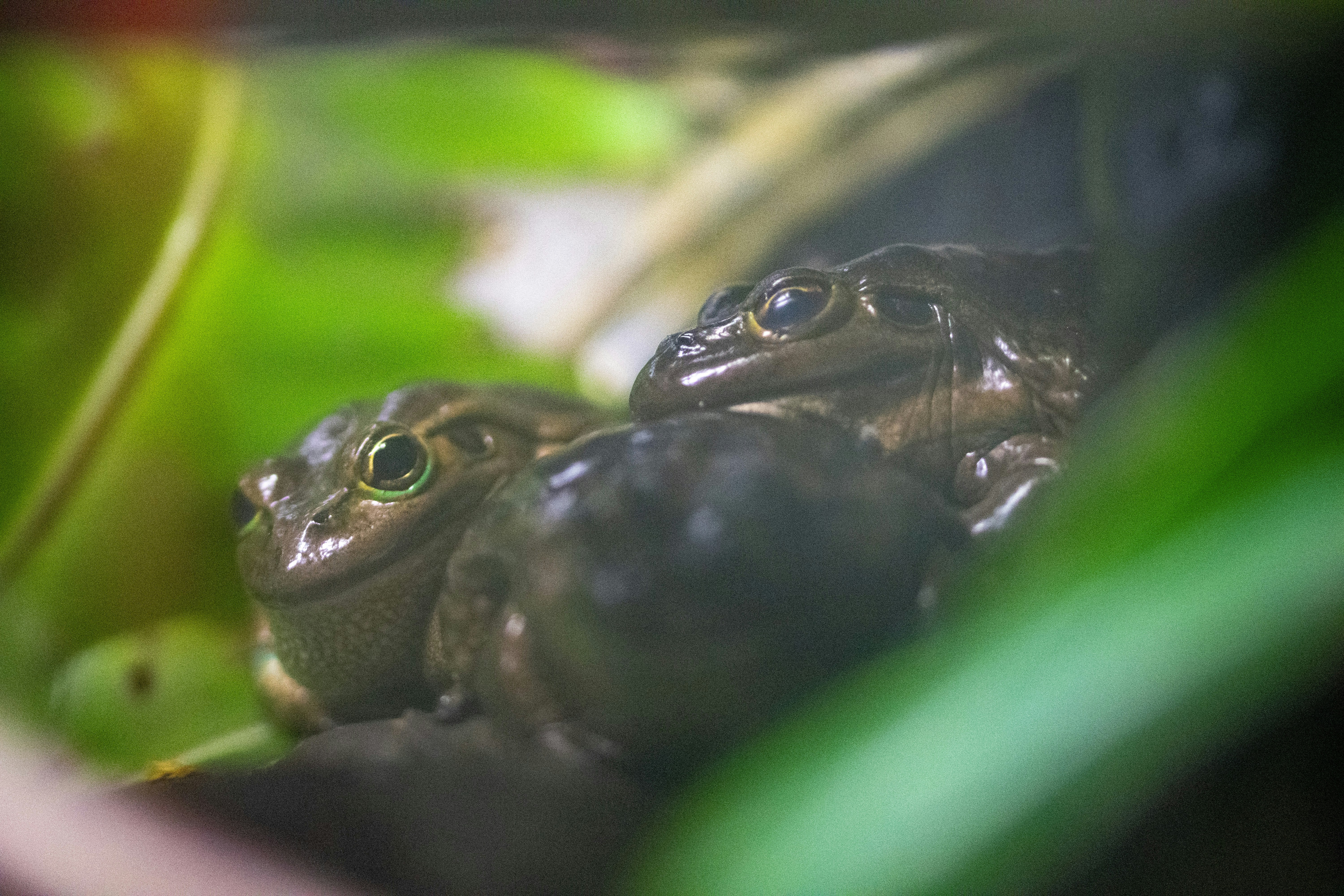 Glimpse Through Glass: A Quiet Frog Gaze