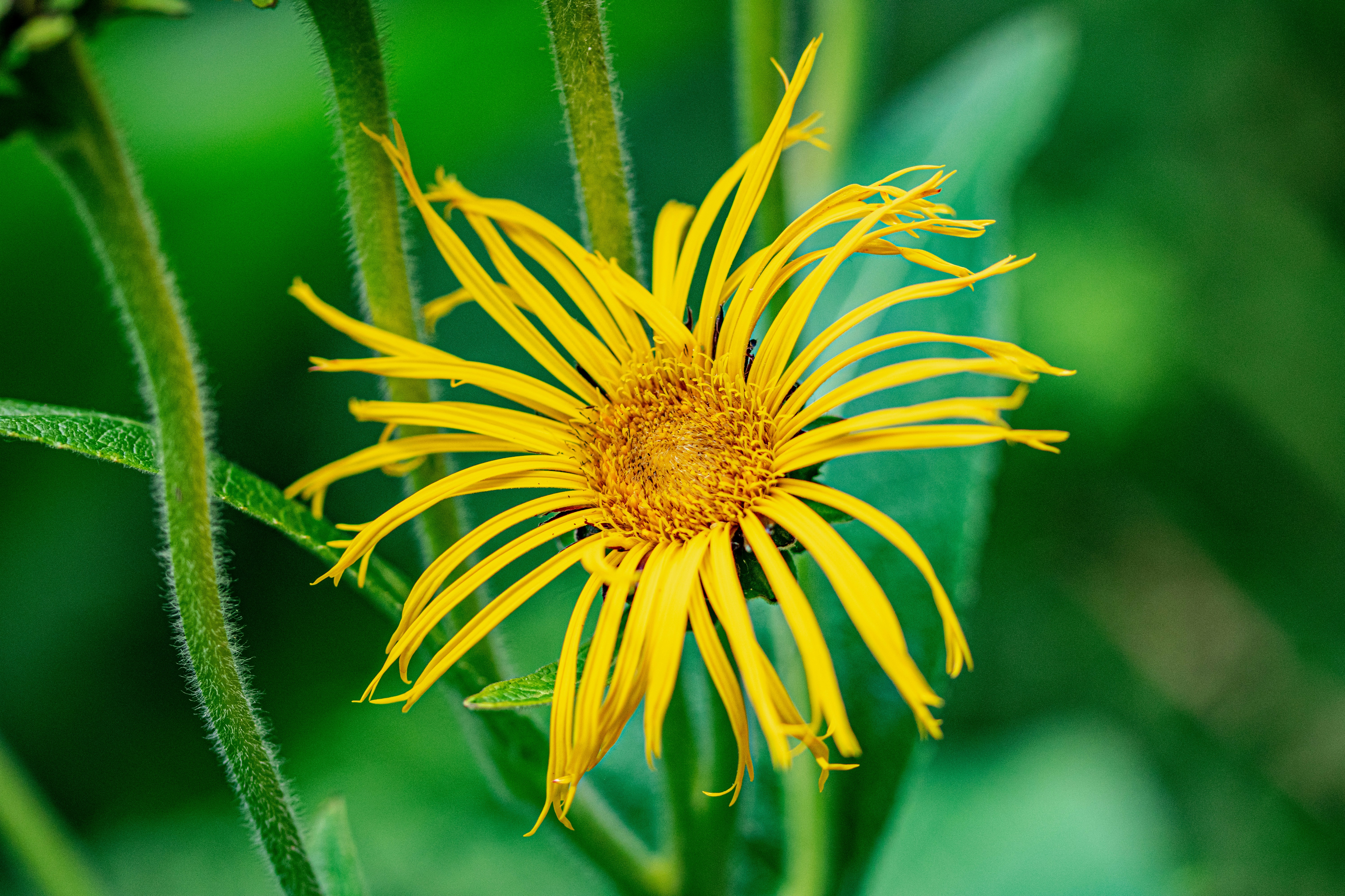 Sunlit Coreopsis: a single yellow bloom in focus against emerald blur
