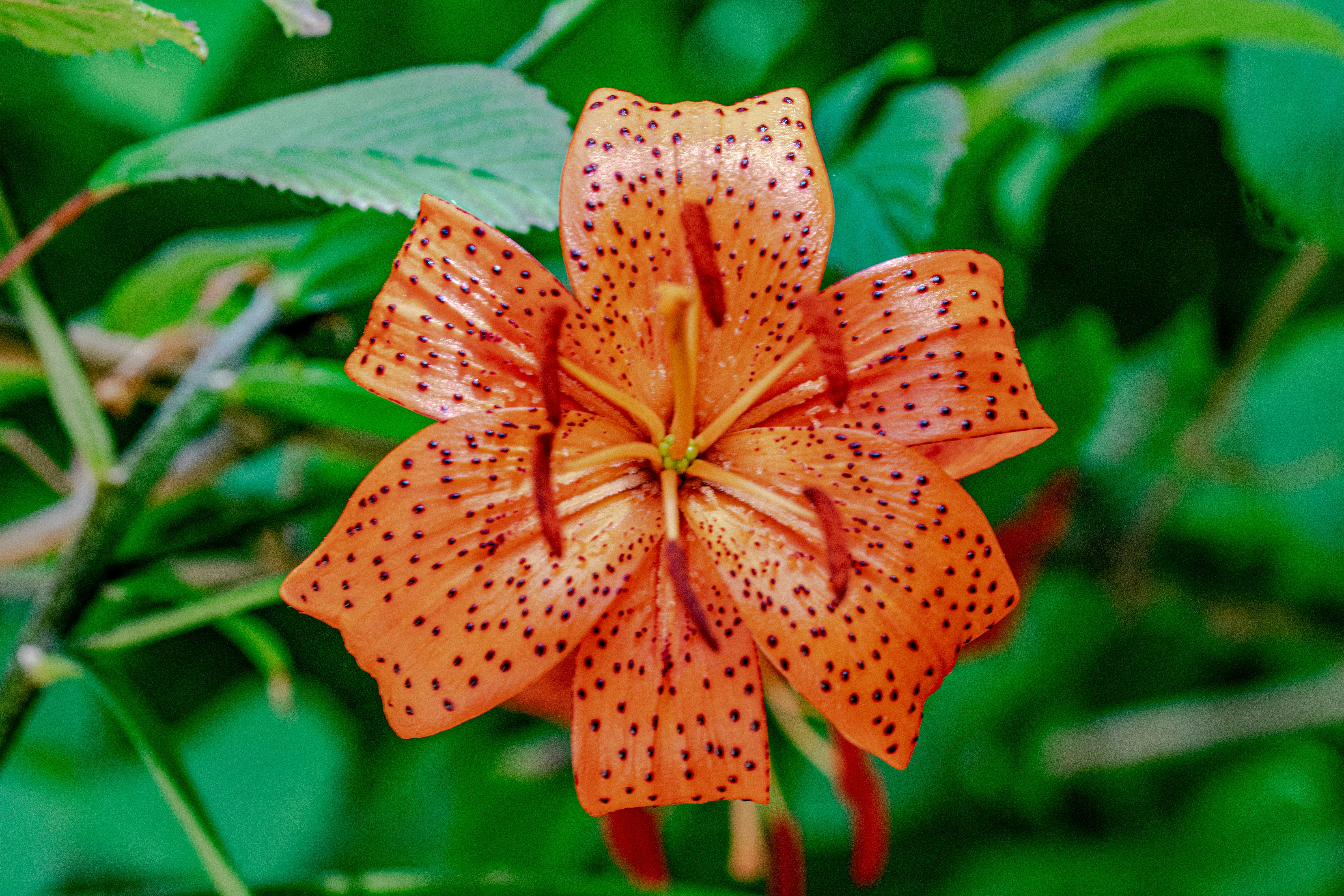 A beautiful orange flower with brown spots.