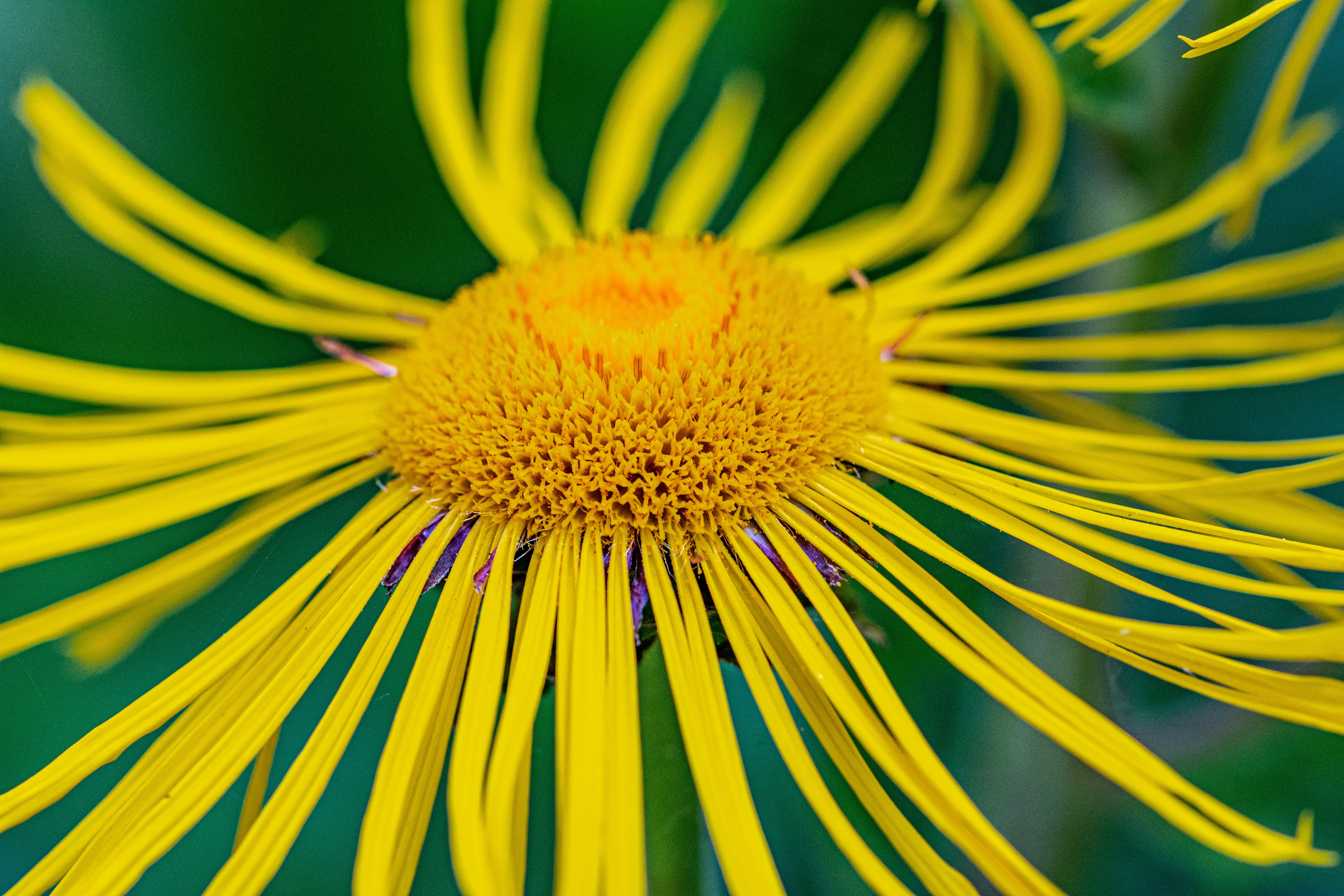 Close-up of a vibrant yellow flower showcasing intricate petal details and a striking center. The vivid colors contrast beautifully against a blurred green background.