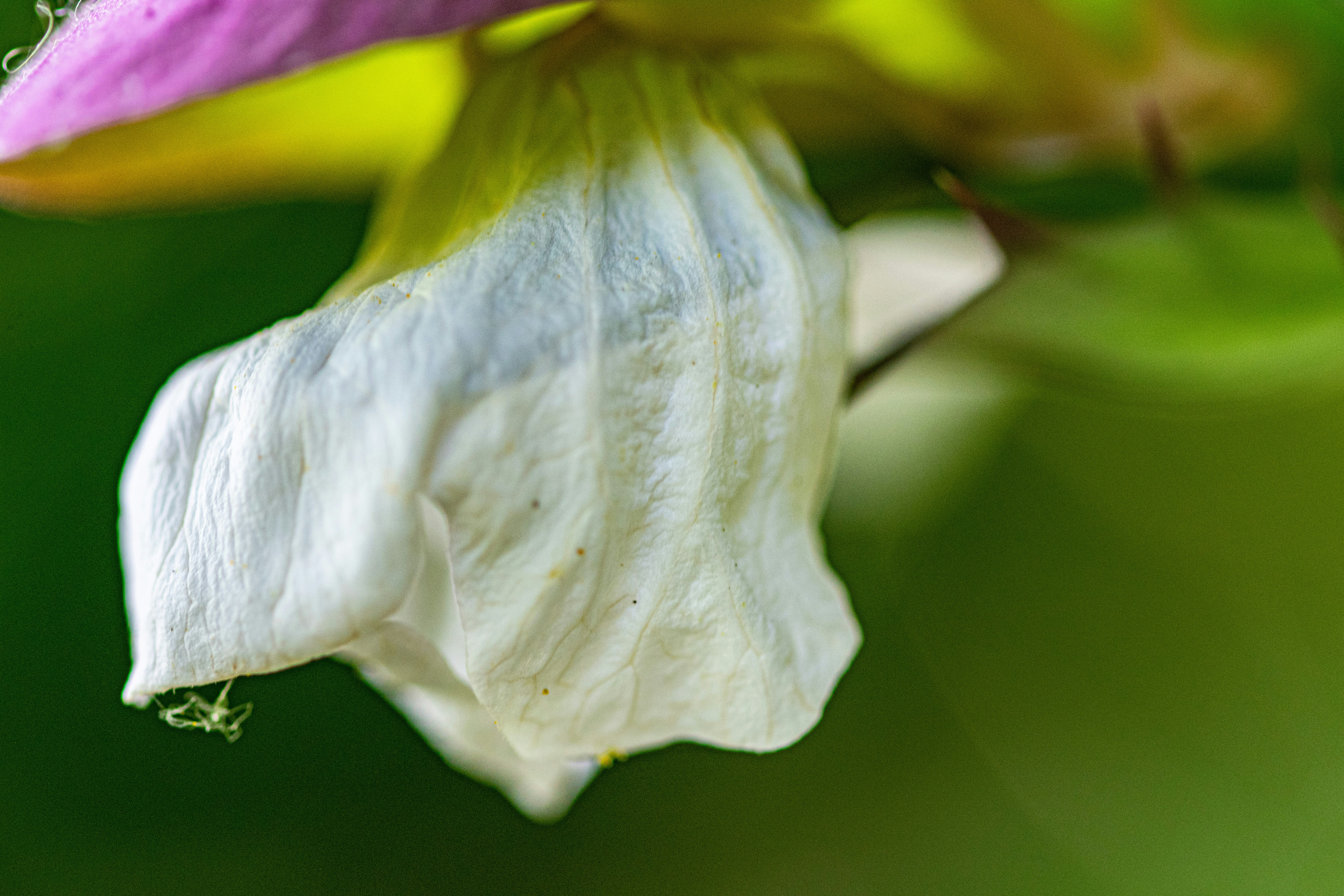 Photo by Ellephant with Nikon D3400