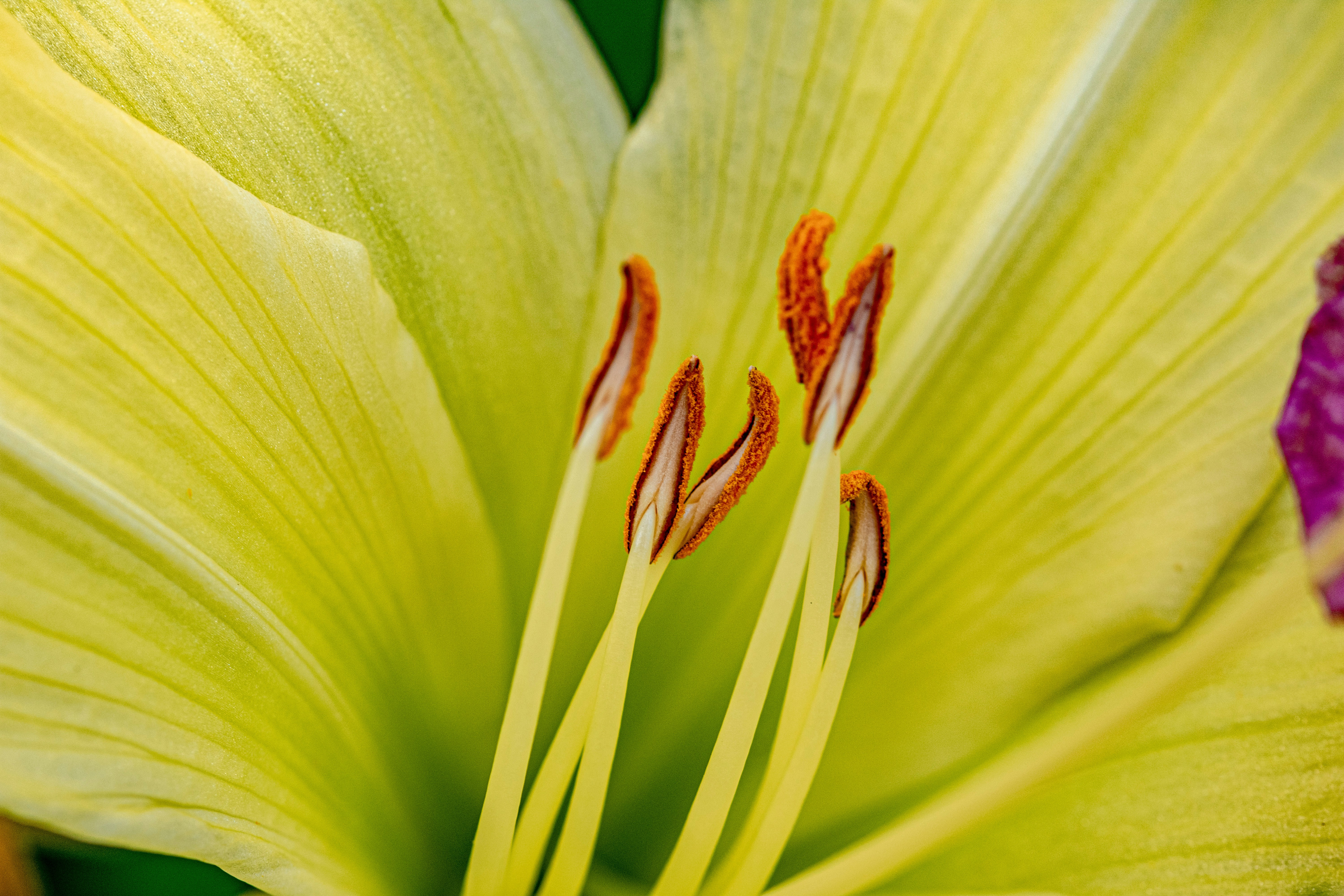 Amber Anthers in a Pale Lily Core