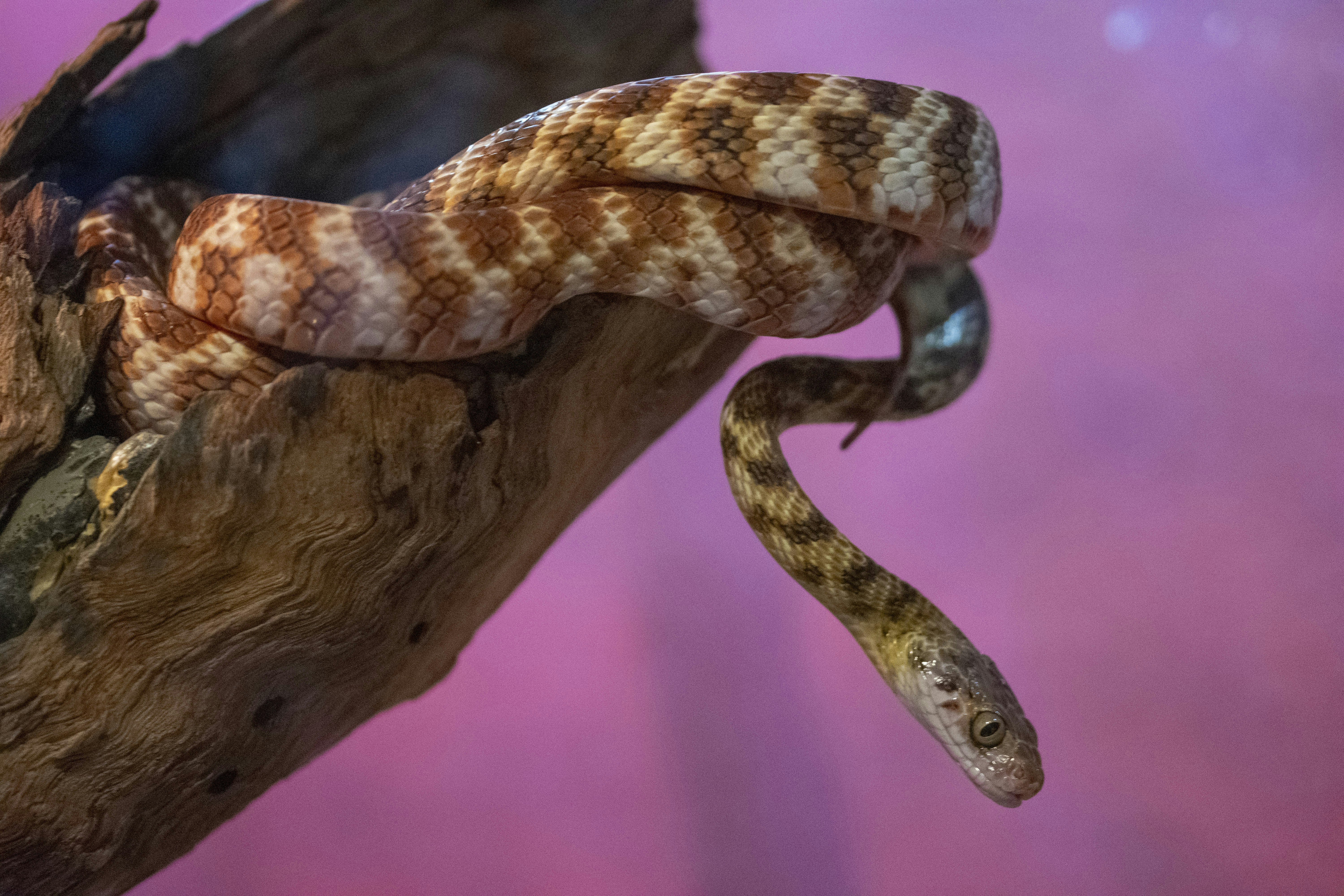 Twisted Elegance: The Serpent's Dance