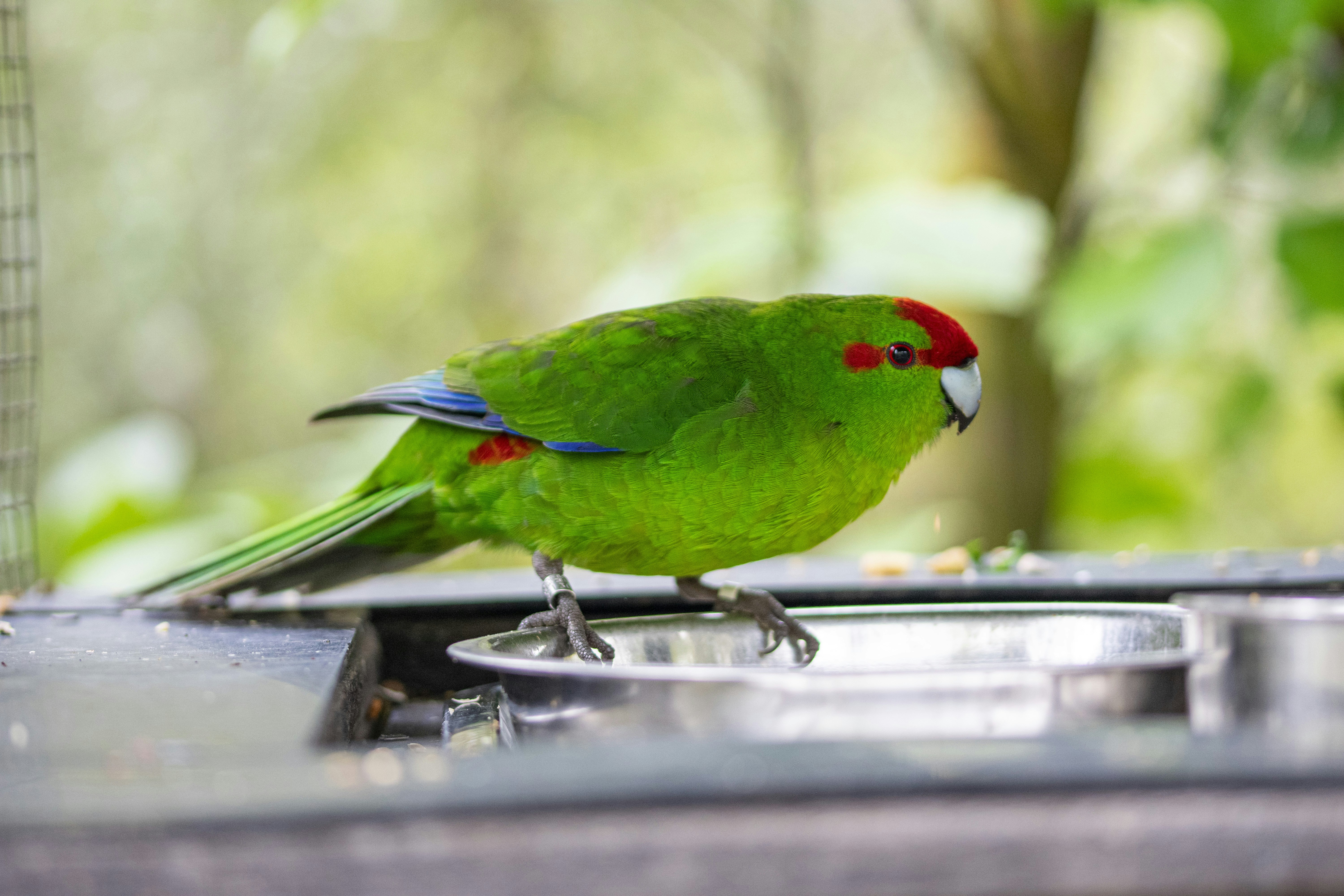 Emerald Parrot Perching by a Metal Feeder: A Quiet Garden Moment