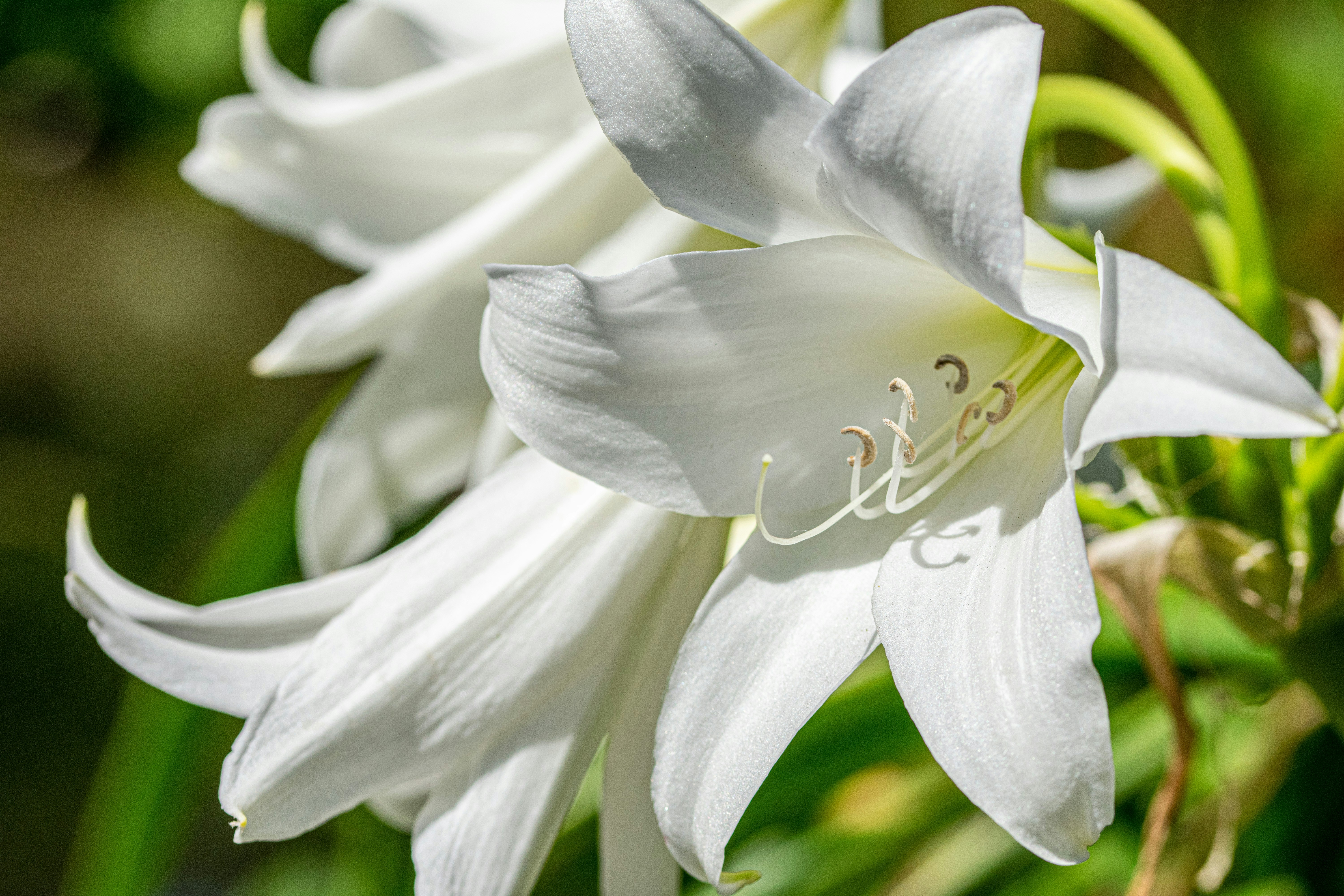 Petals of Light: A Close-Up Lily in Sunlit Quiet