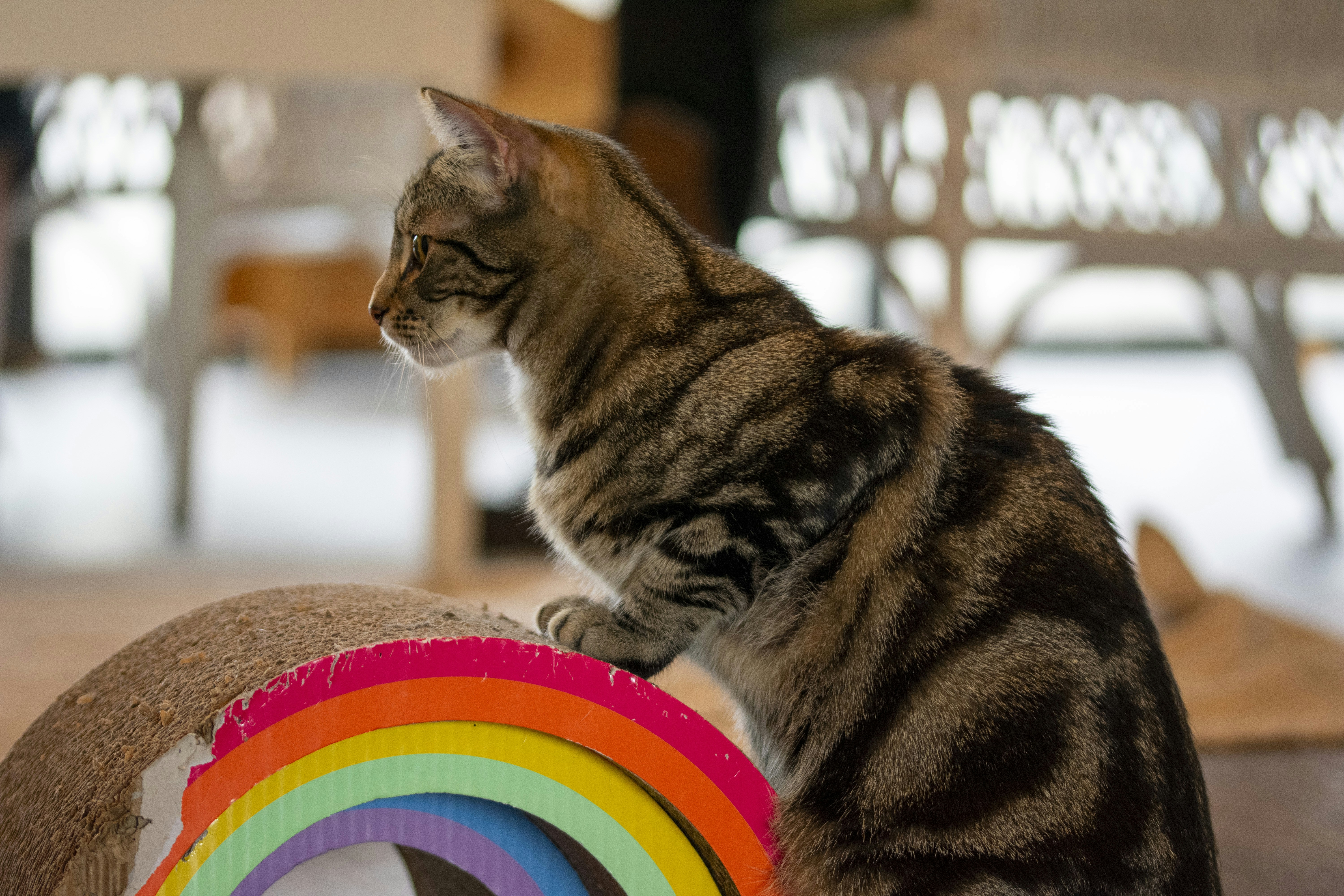 Whiskered Watcher by the Color Arc