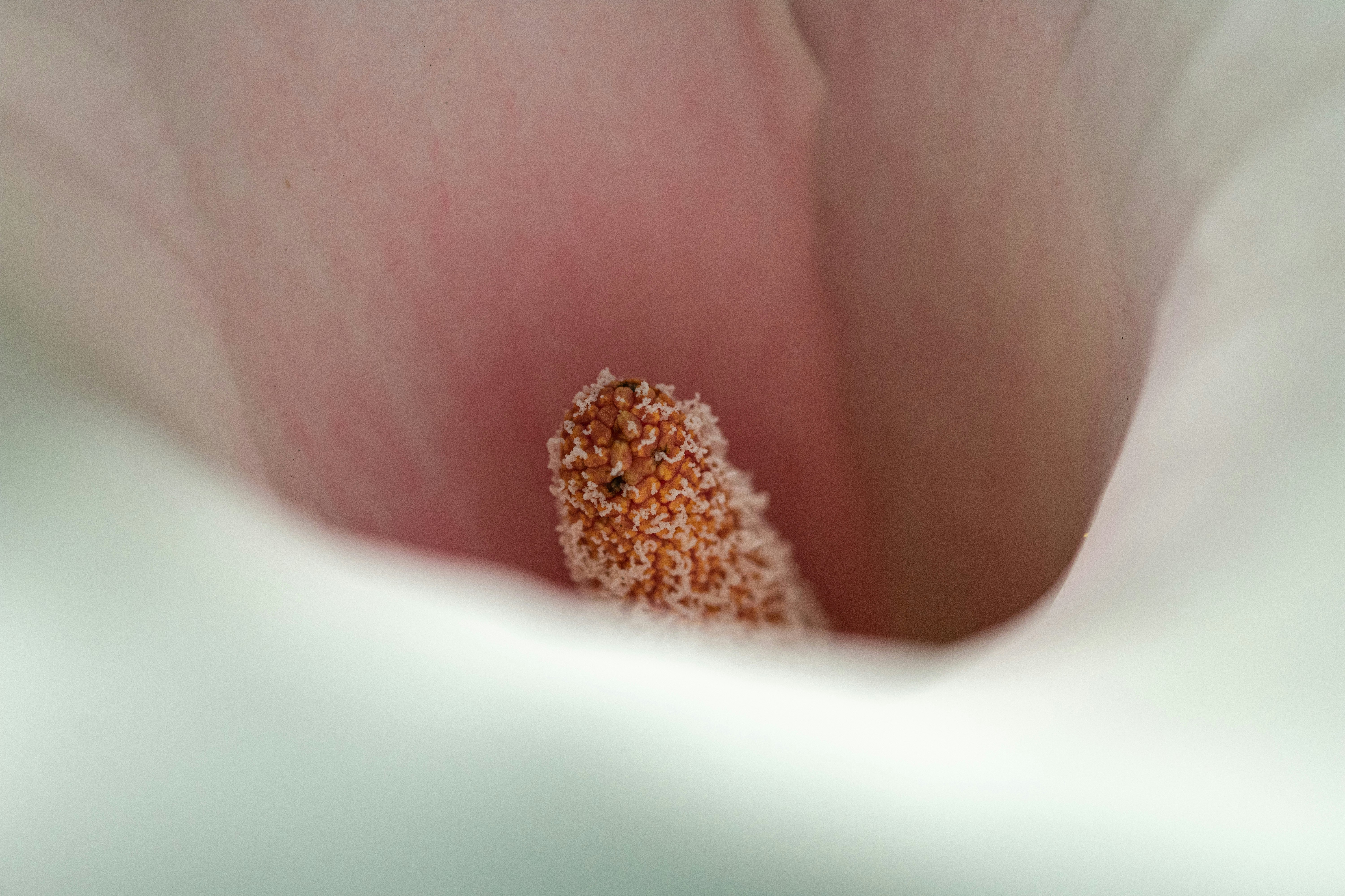 The Heart of a Bloom: A Floral Revelation