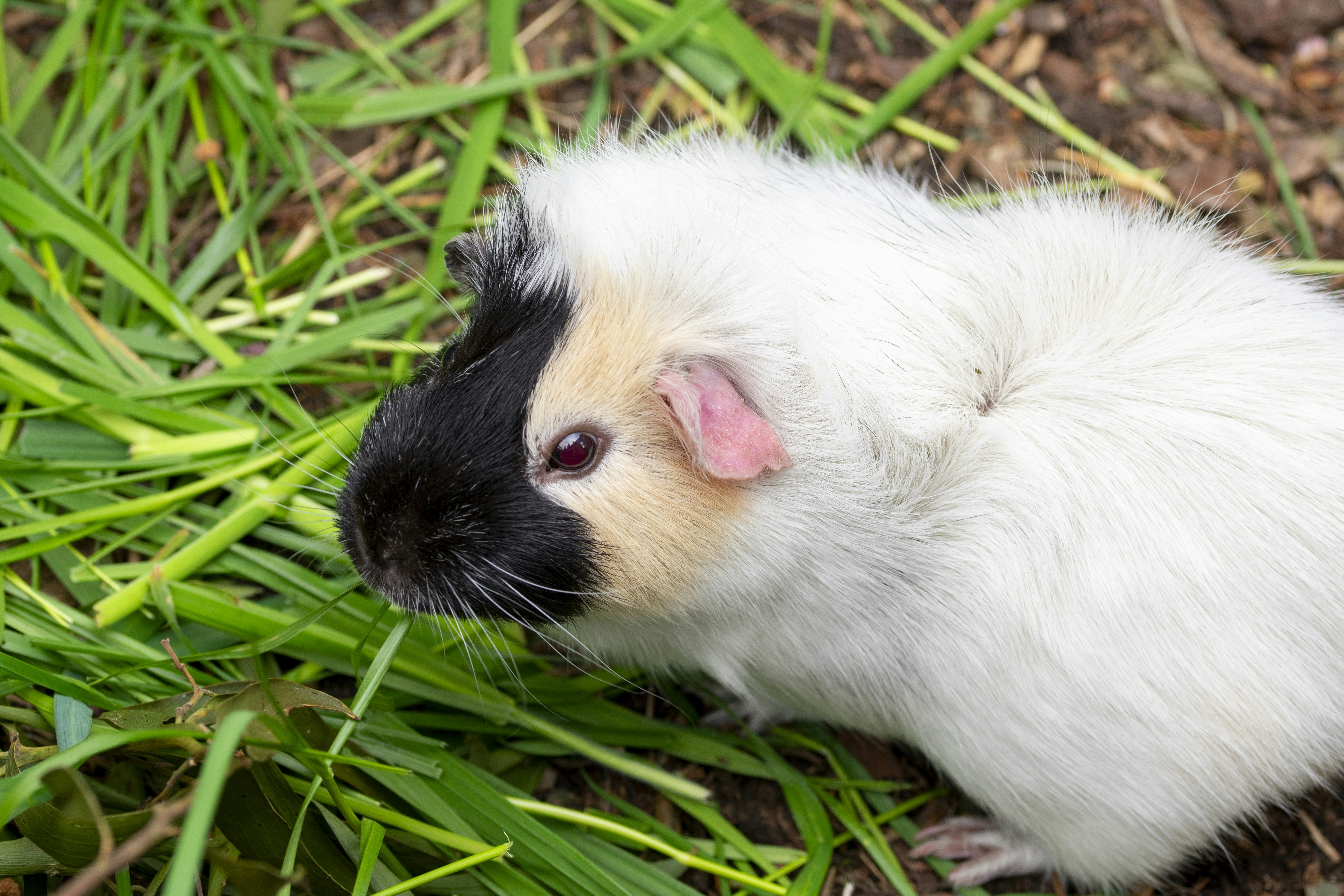 Whiskers Among the Greens