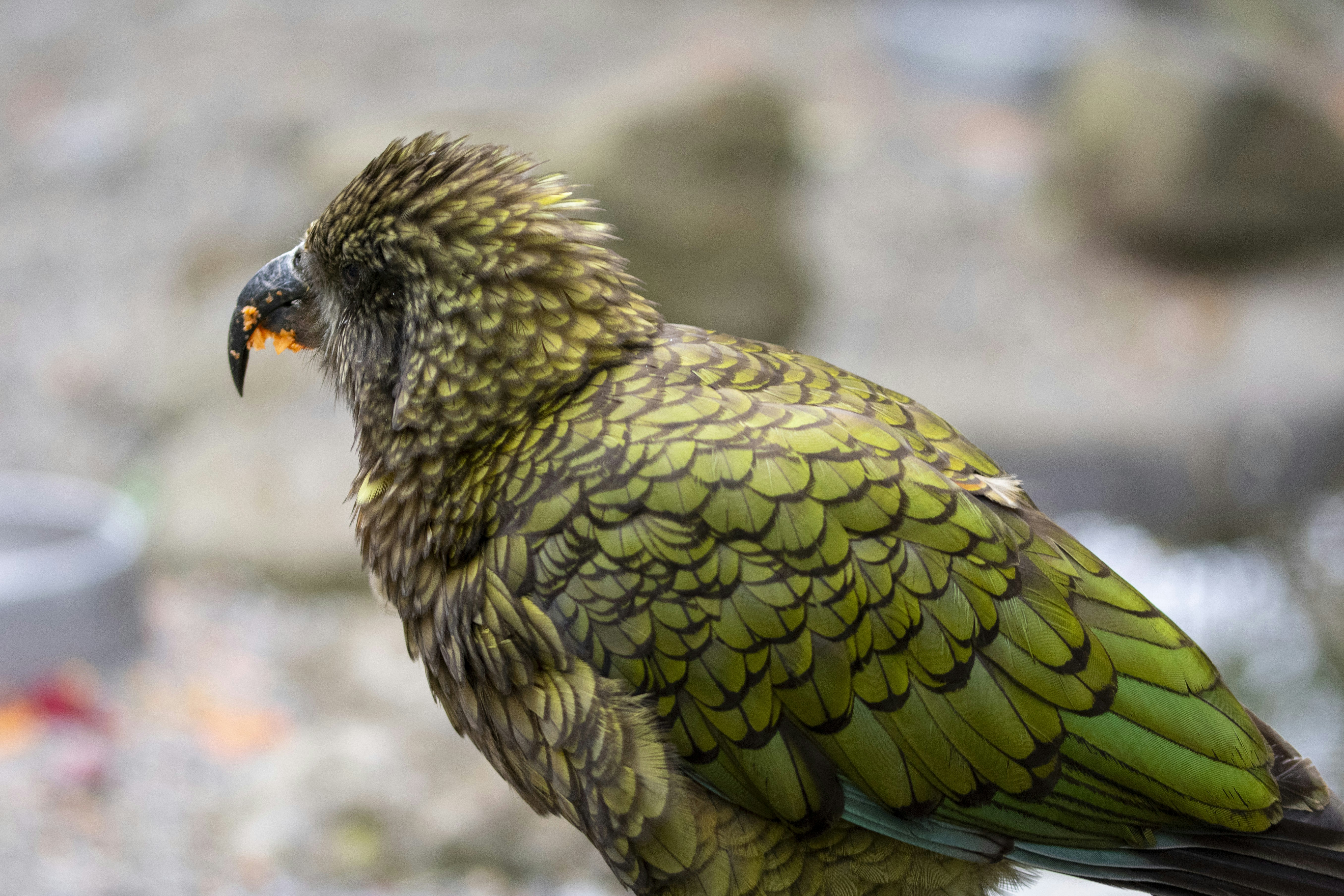 A kea perched with its vibrant green plumage glistening in soft light, showcasing intricate feather patterns.