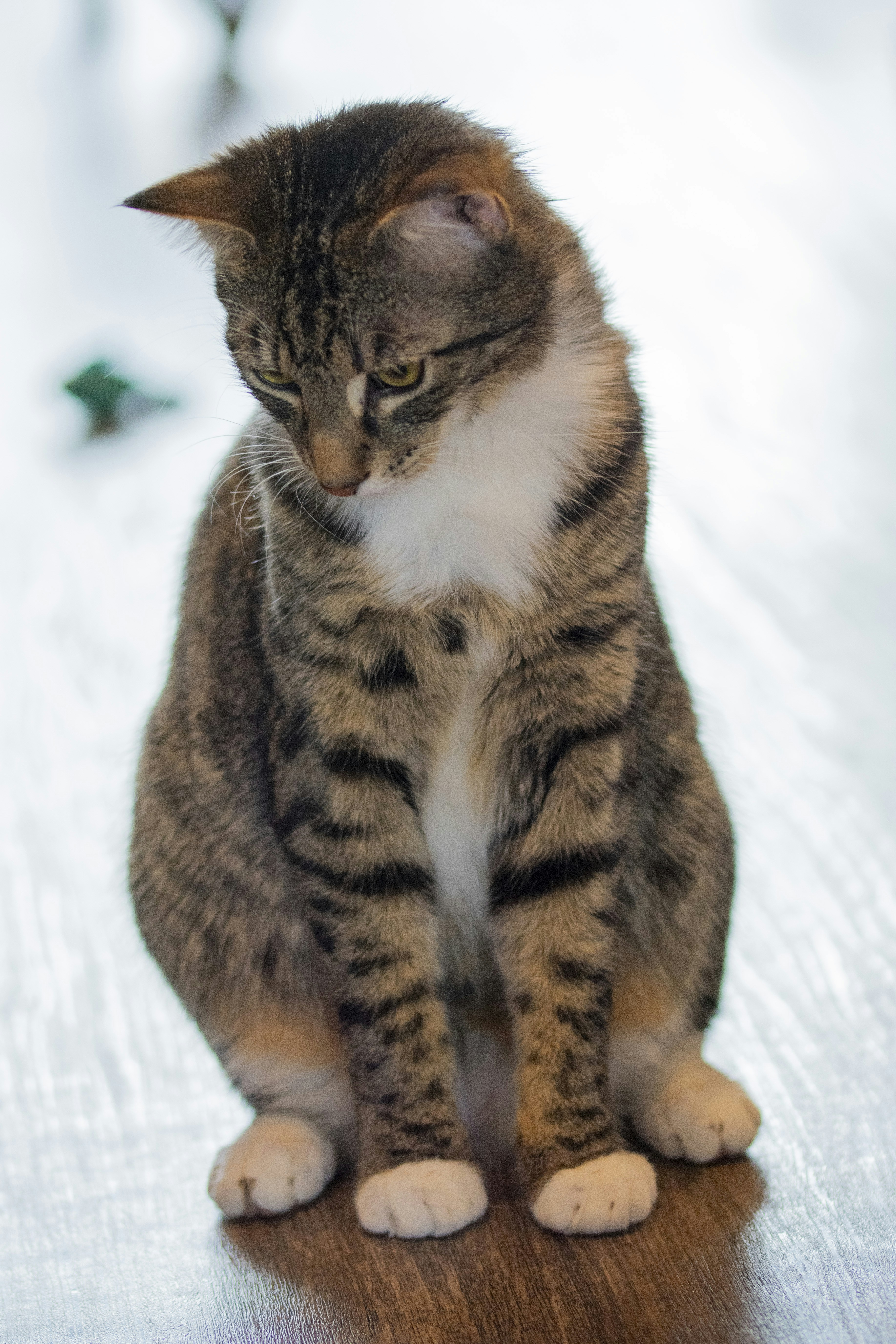 Tabby in Soft Light: a contemplative portrait on a sunlit wooden floor