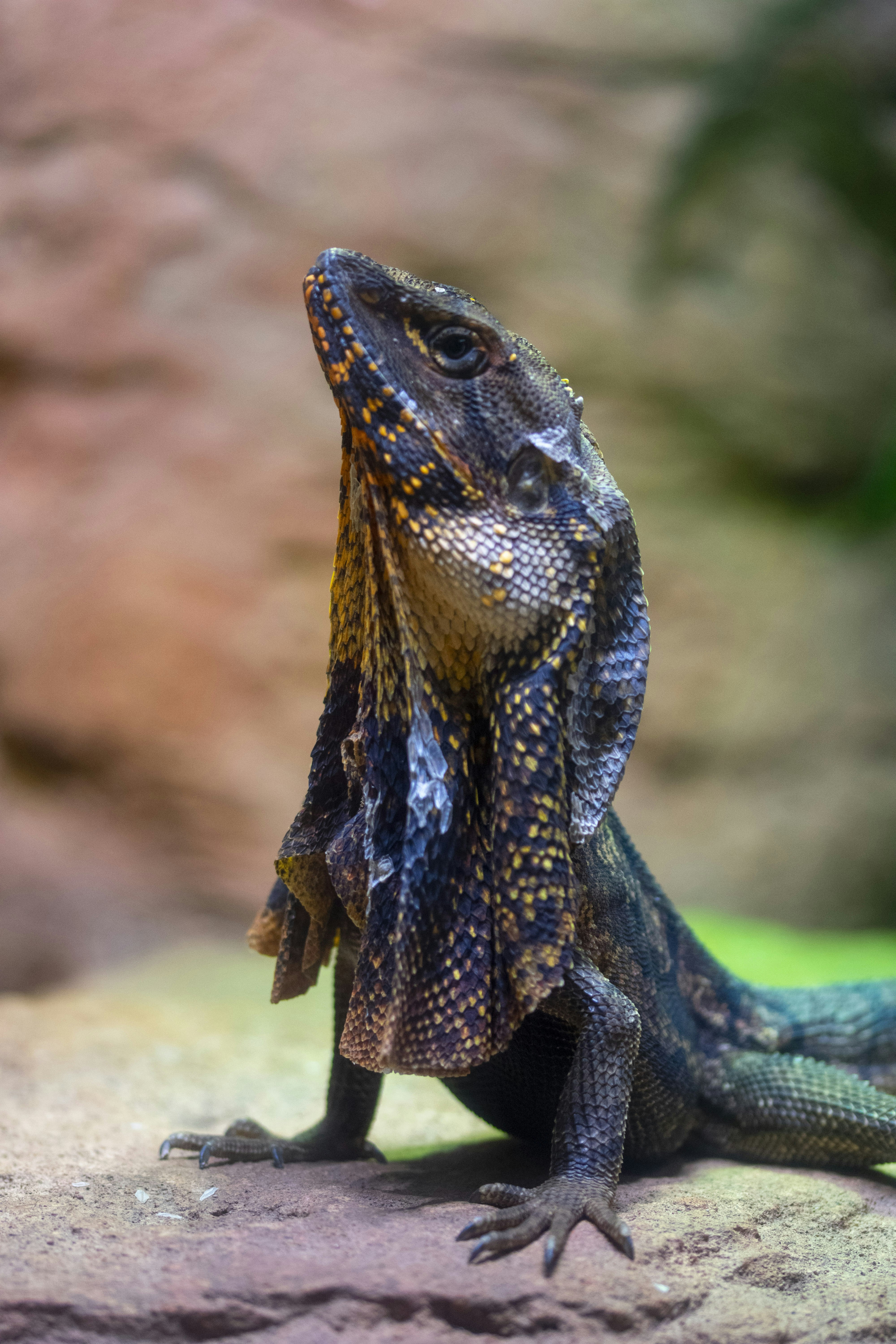 Gaze at the Crest: A Crested Lizard Perches on Weathered Rock