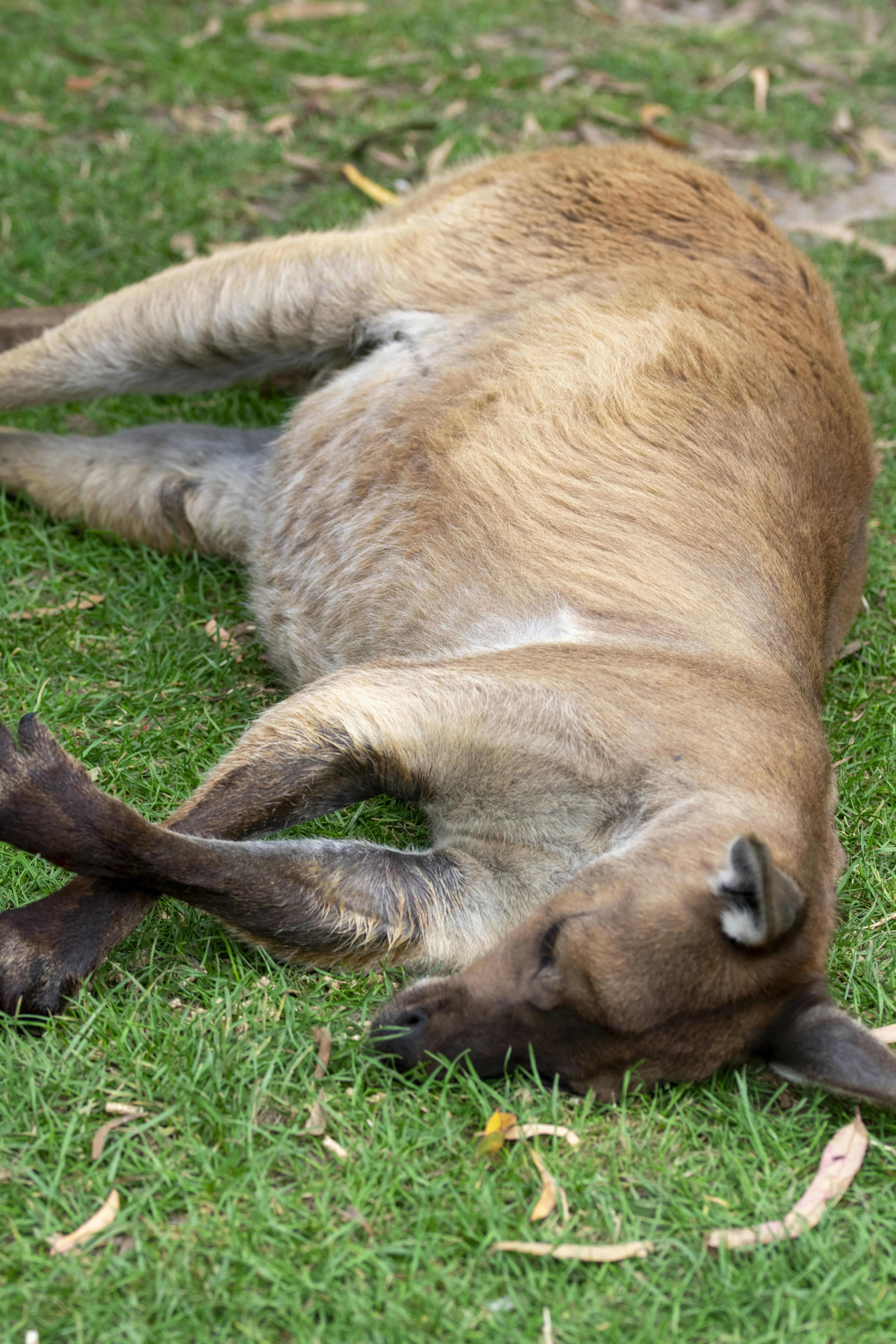 Serenity on the Grass: A Resting Kangaroo
