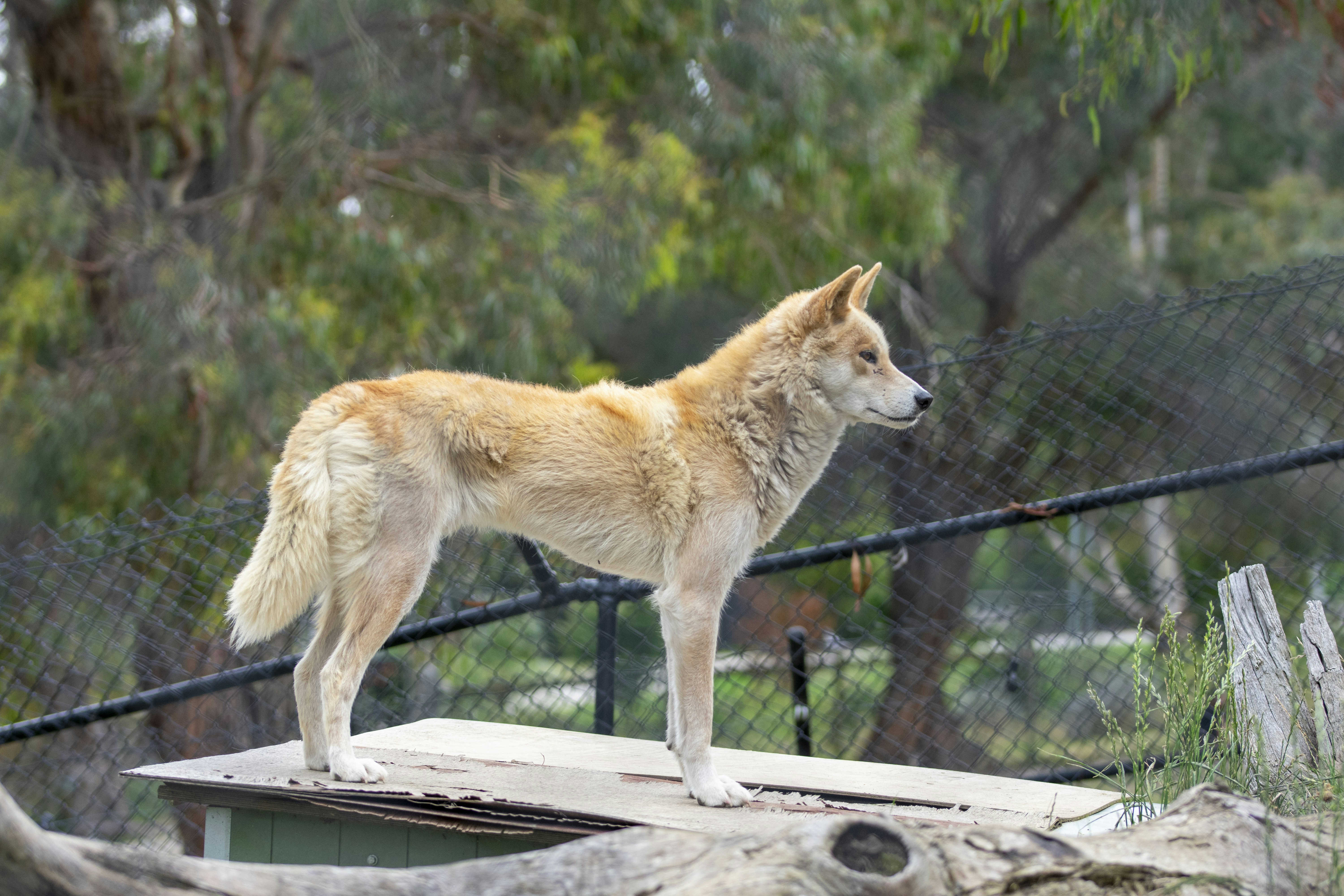 The Watchful Guardian of the Wild