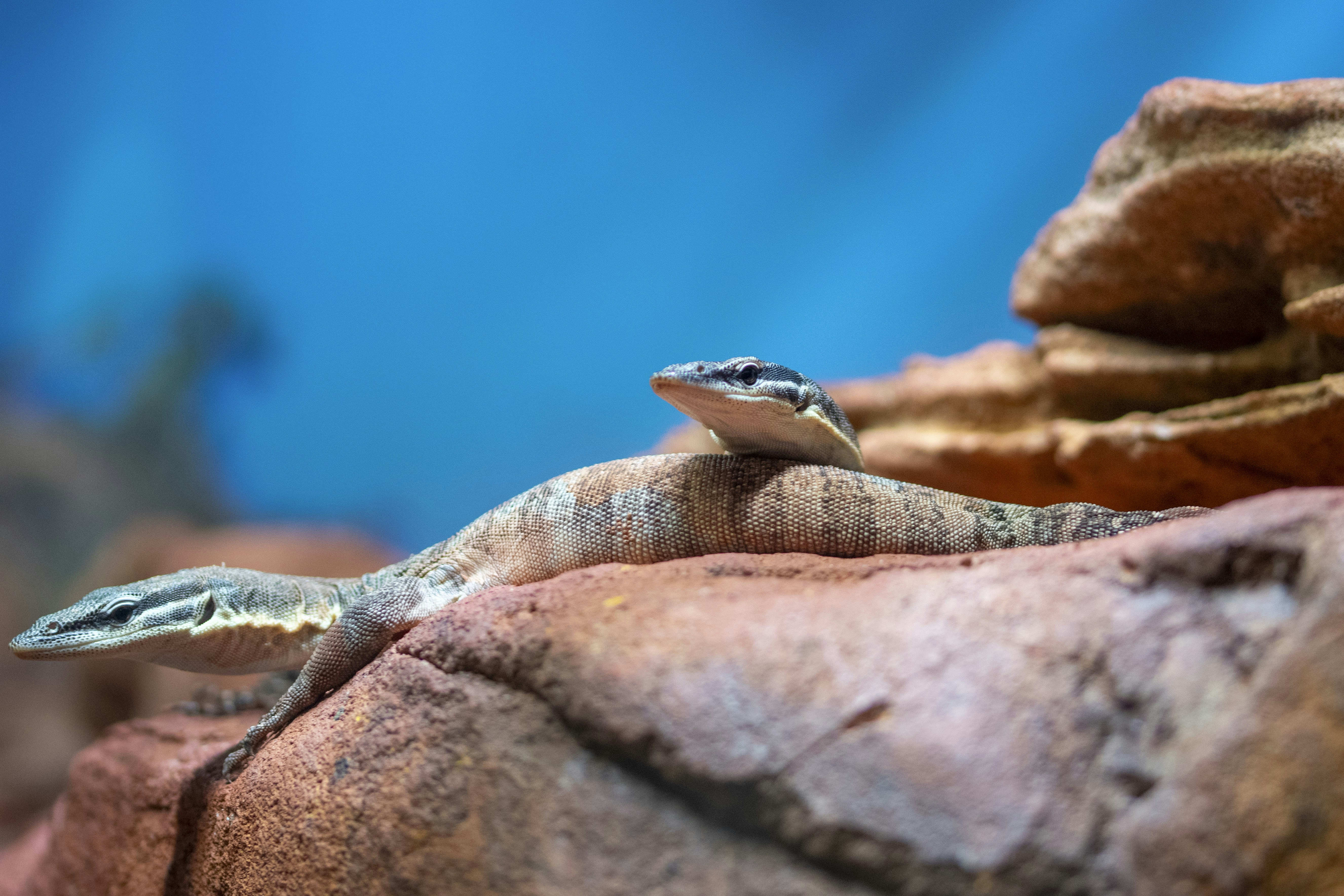 Serpentine Serenity: A Lizard's Resting Place