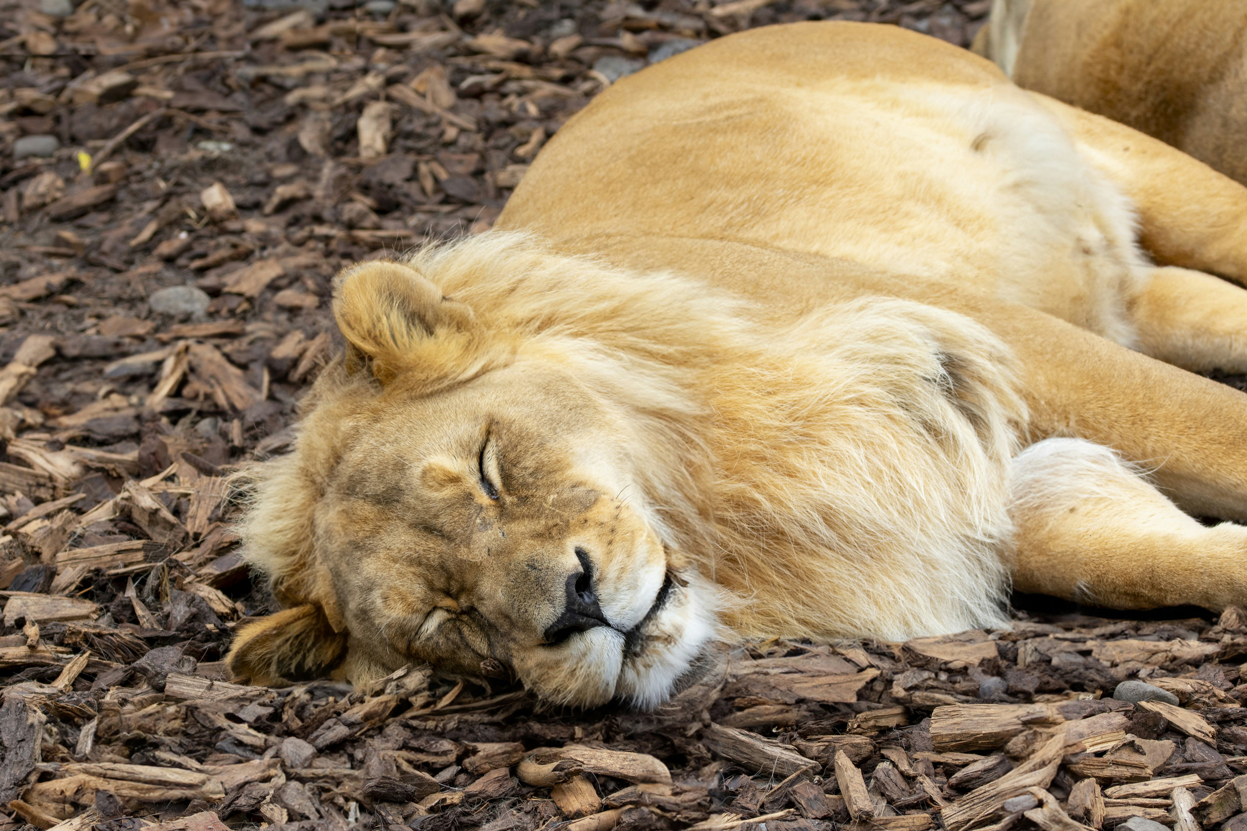 A lion peacefully naps on the ground.