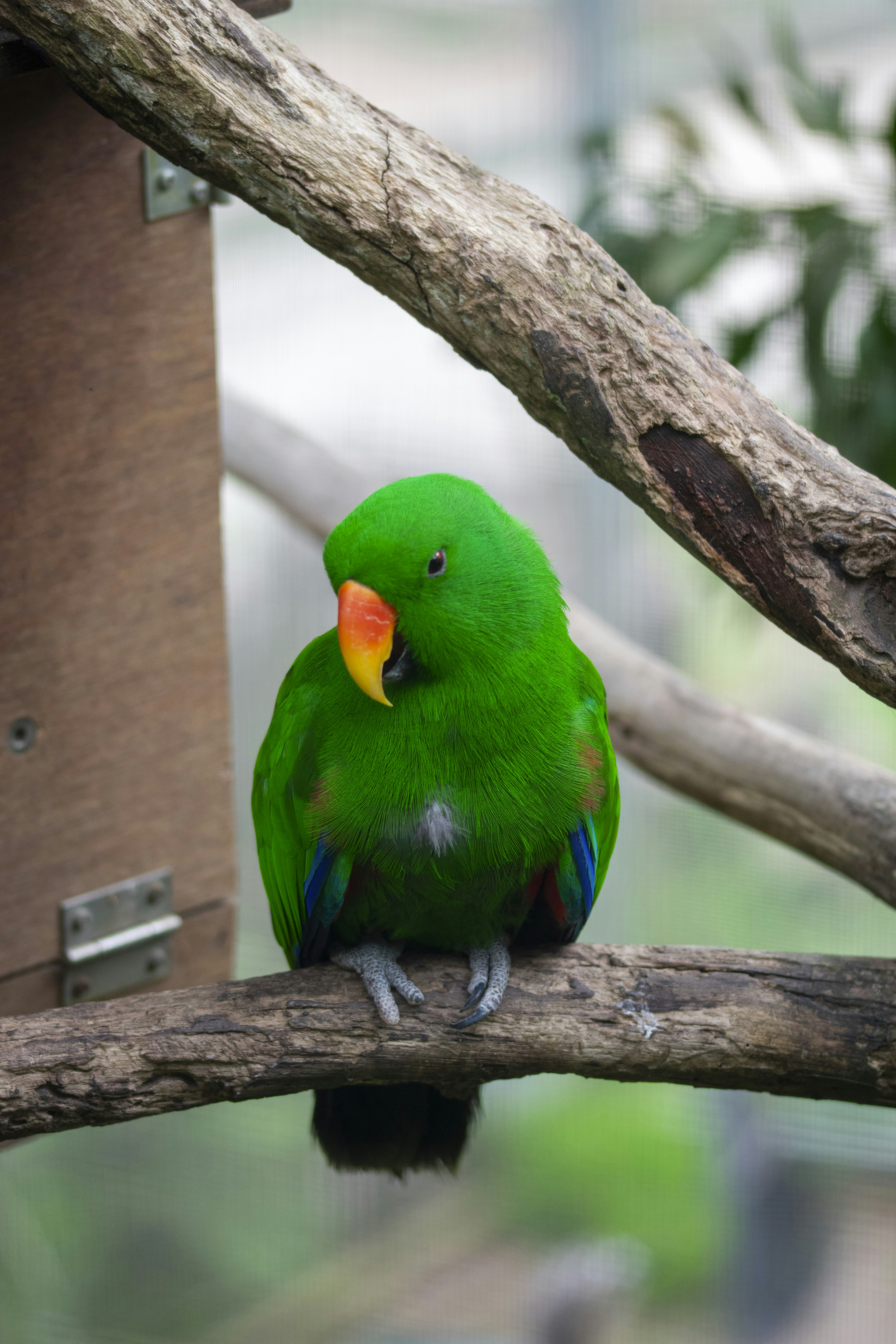 Emerald Parrot Portrait: Color, Texture, and Quiet Focus