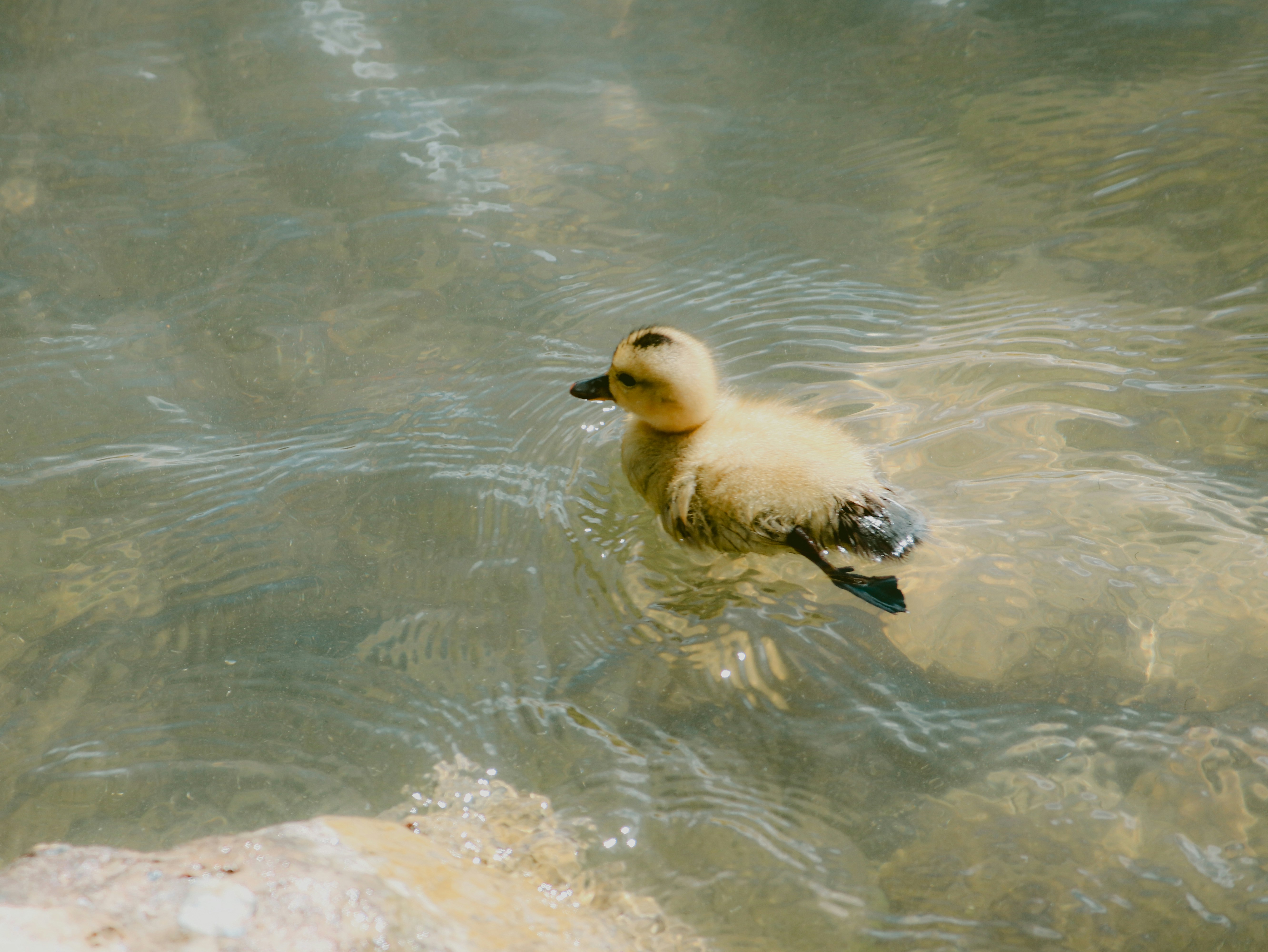 A cute duckling swims serenely in water. photo – Free Duck Image on ...