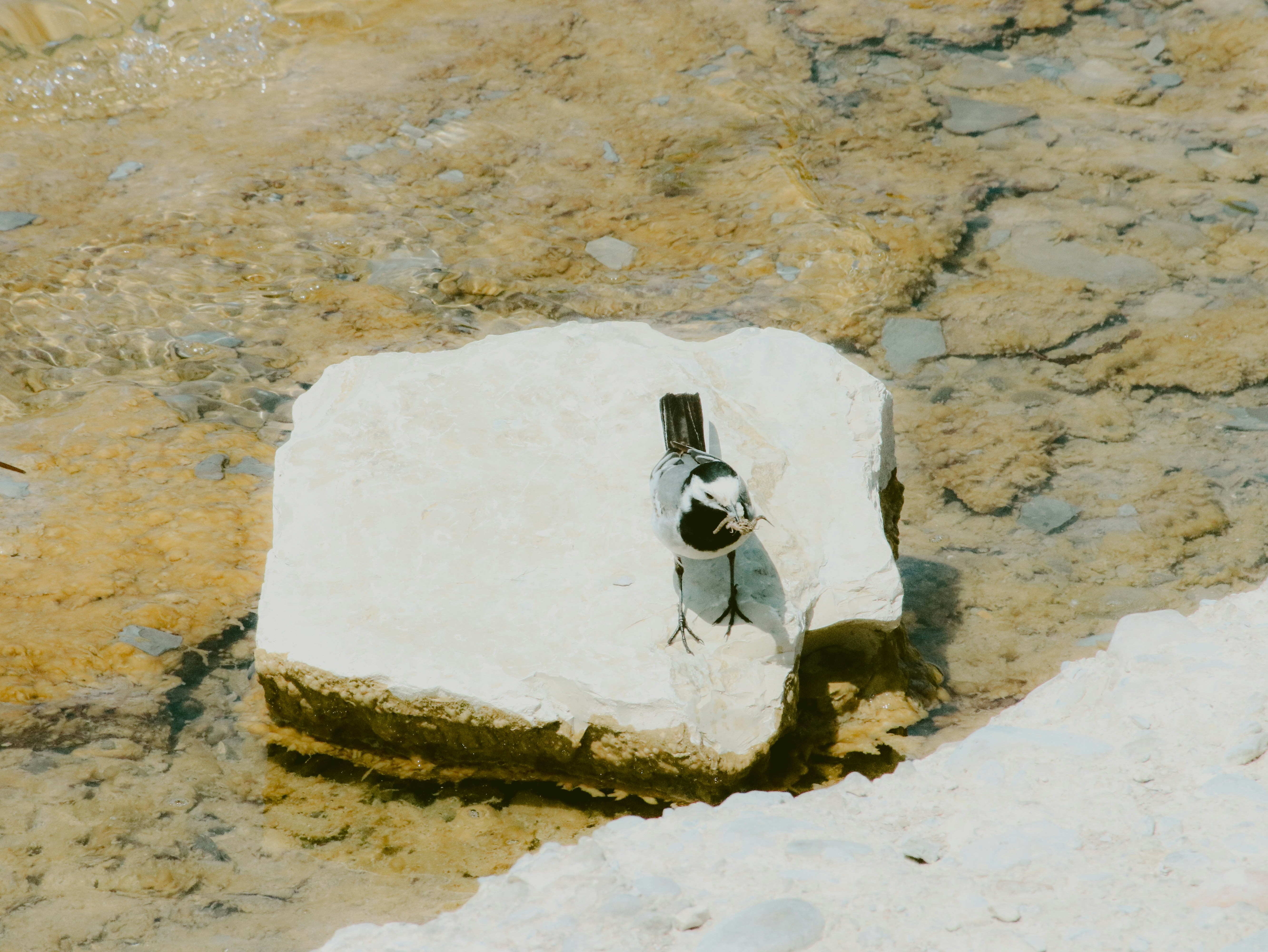 A black and white bird perched on a large rock amidst a shallow stream, surrounded by pebbles and gentle water reflections.