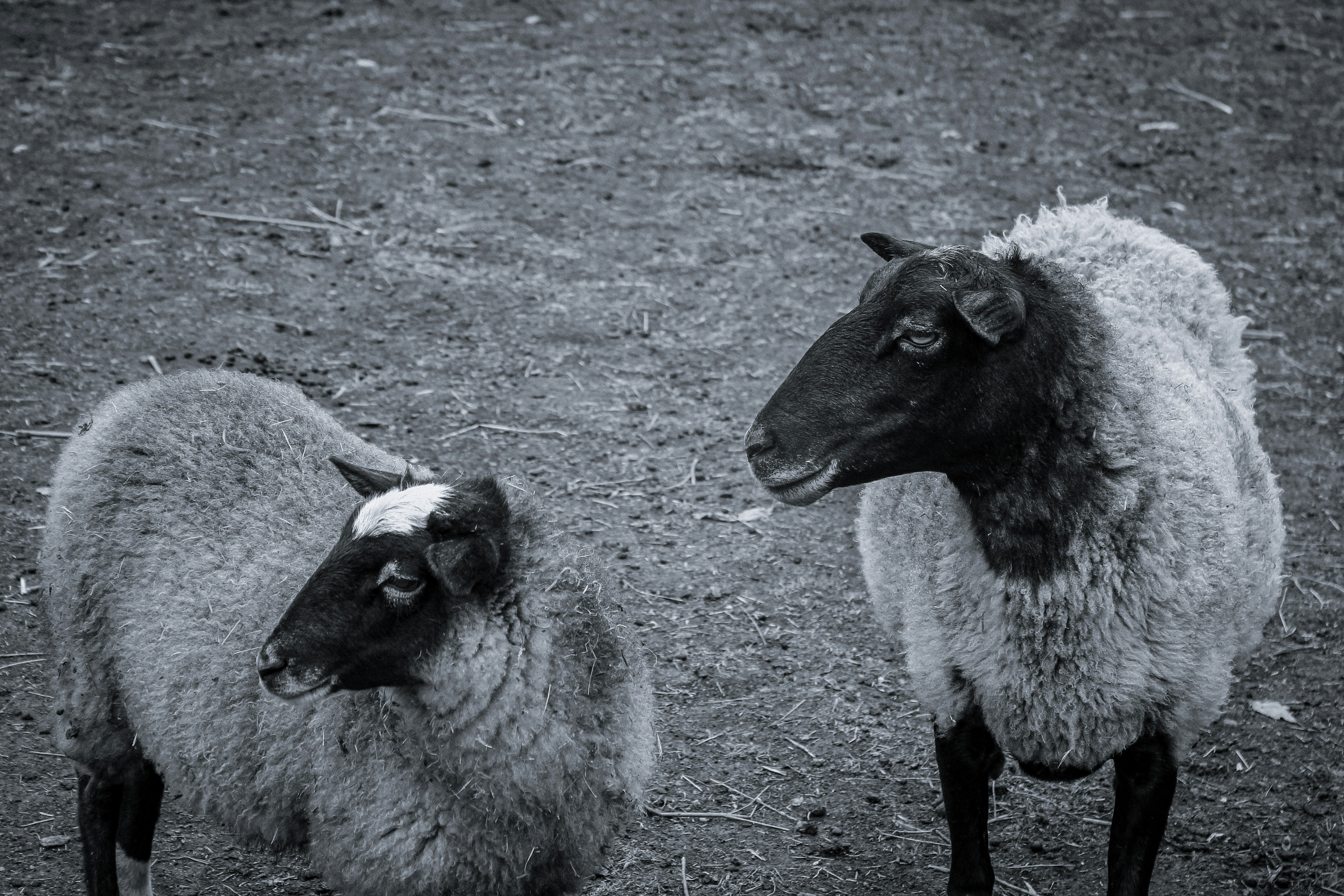 Two sheep standing closely together in a rustic setting, showcasing their unique textures and expressions in monochrome.