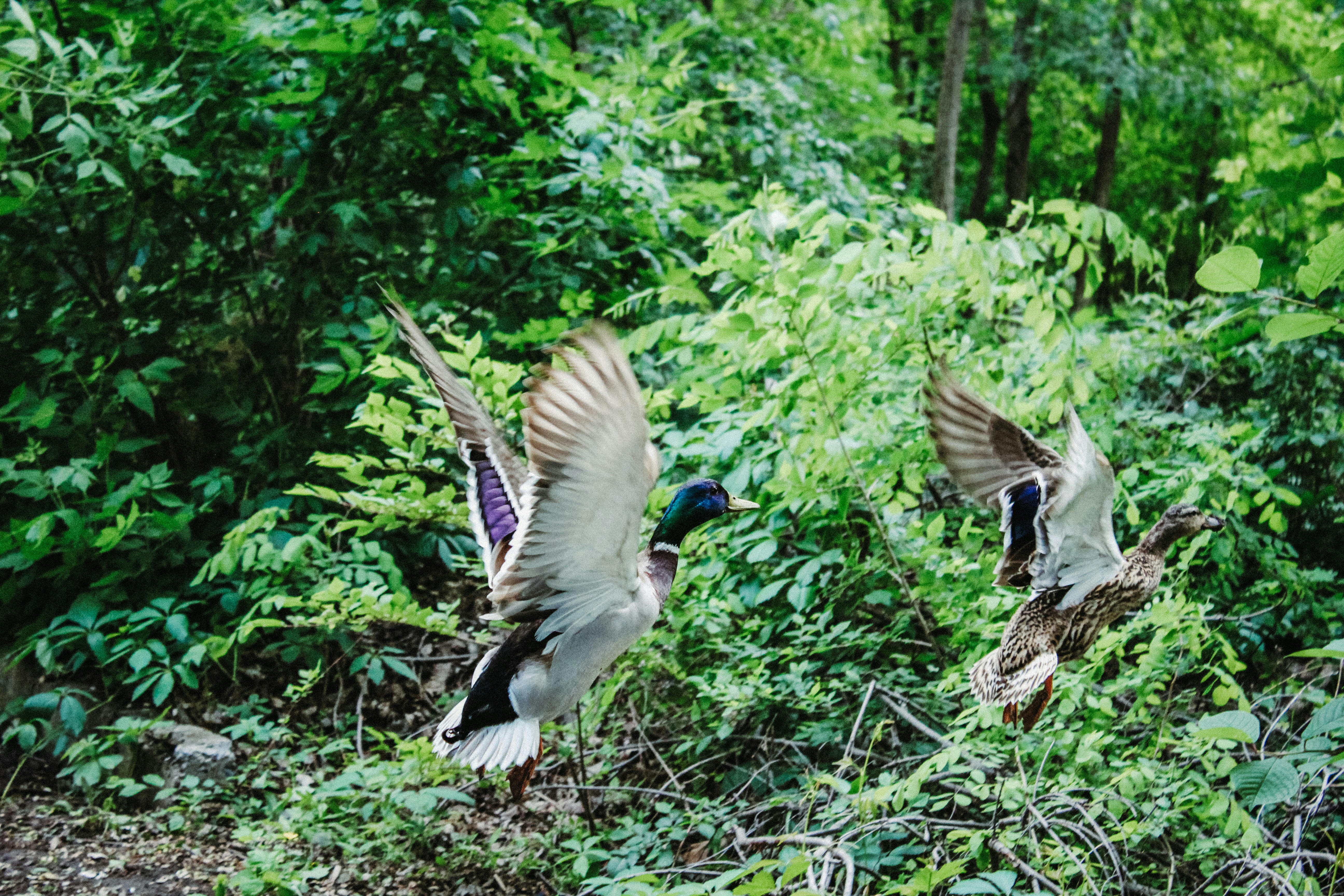 Few ducks in the city park of Sloviansk.