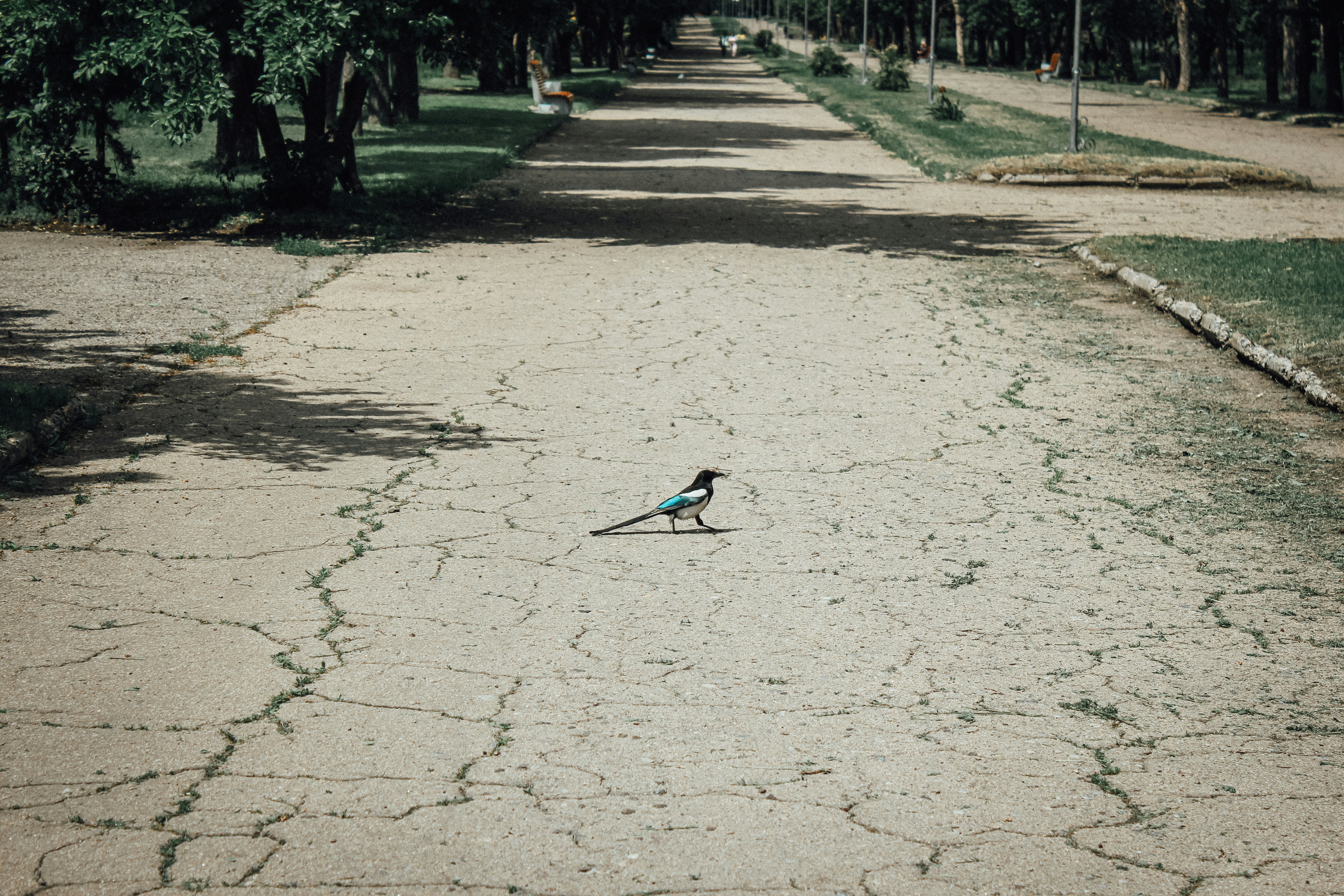 Colorful bird crossing a cracked pathway in a serene park setting, surrounded by greenery.