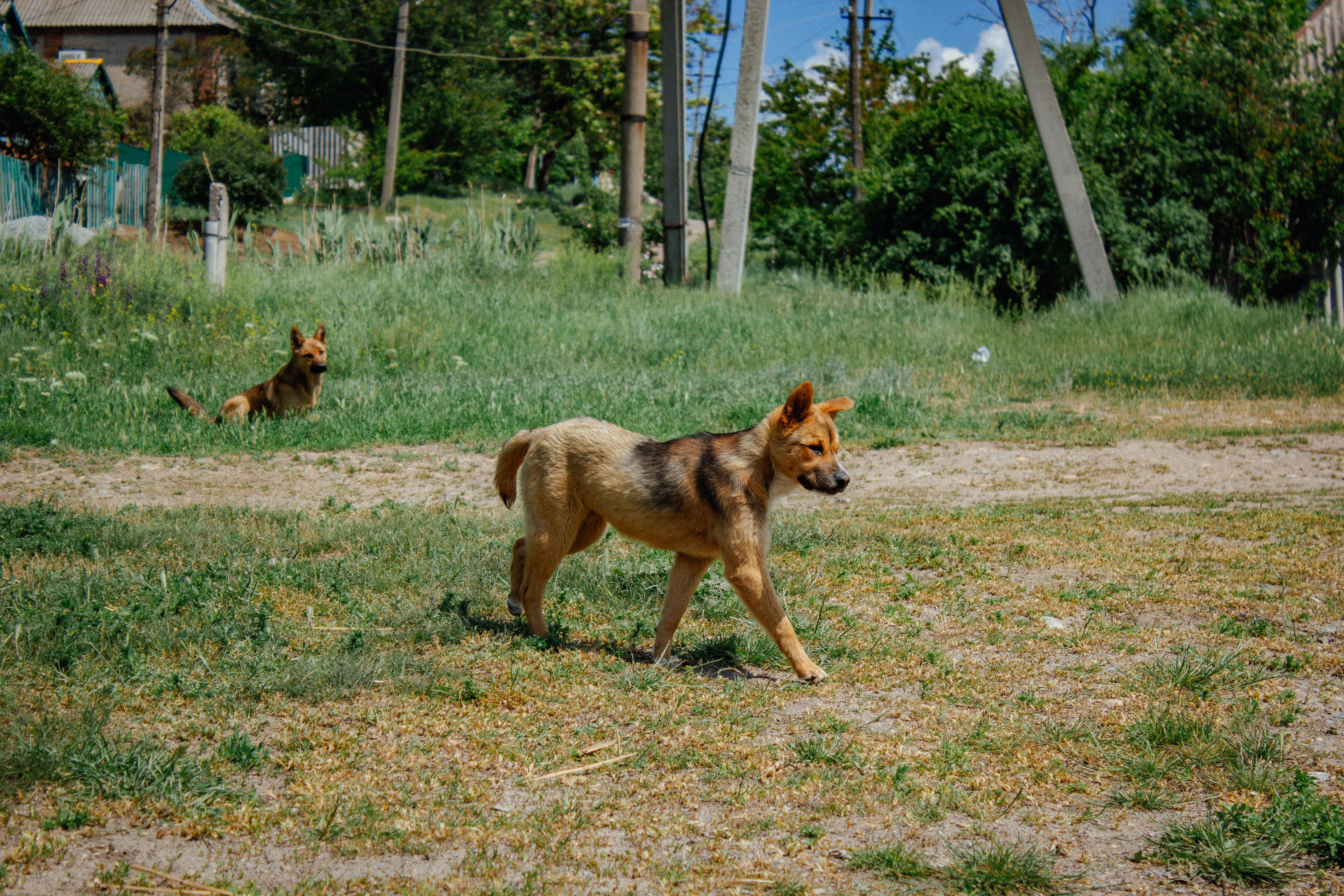 Sunlit Field Trek: A tan shepherd leads as a distant companion lingers