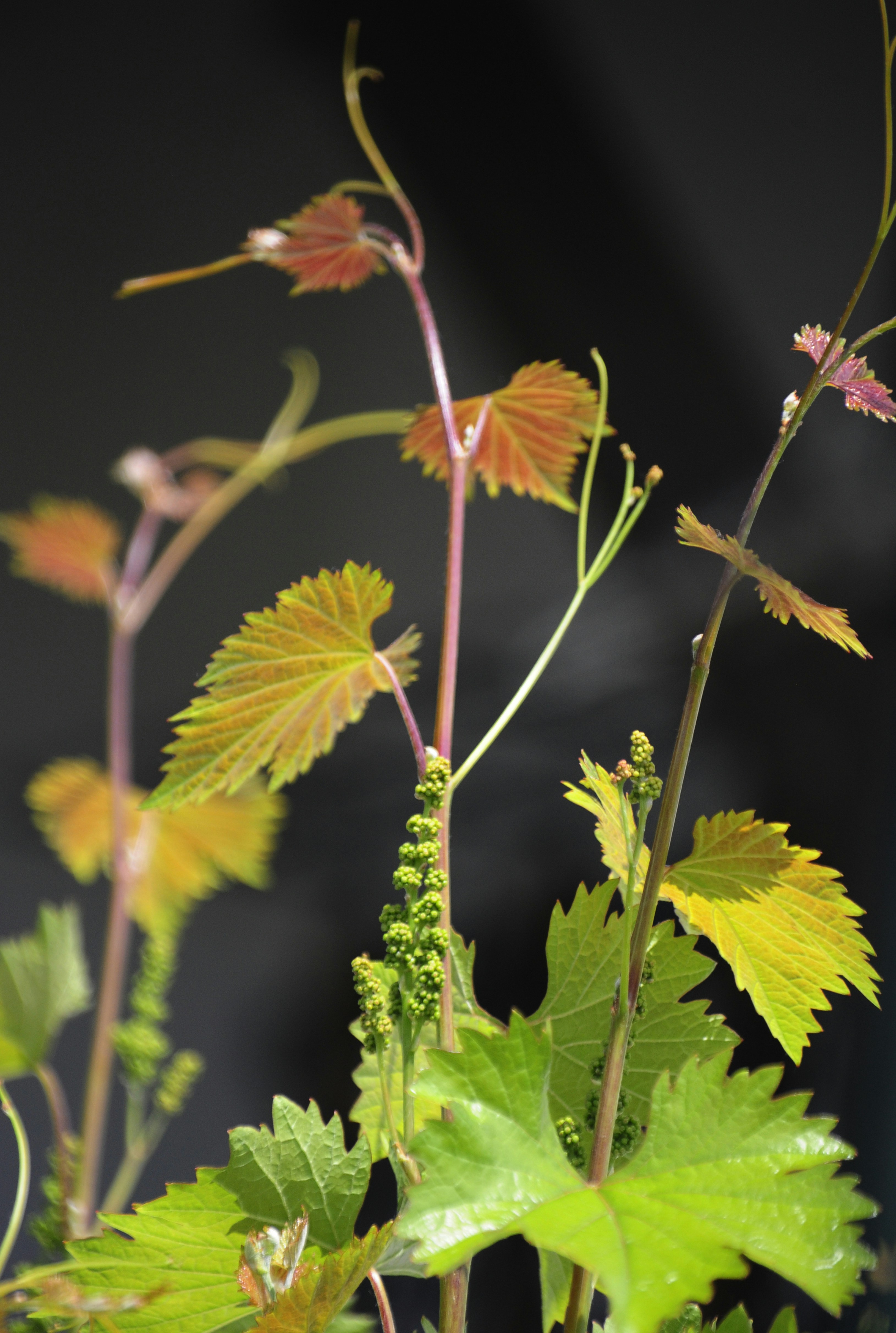 Vine Tendrils Reaching for Light Against a Velvet Dark